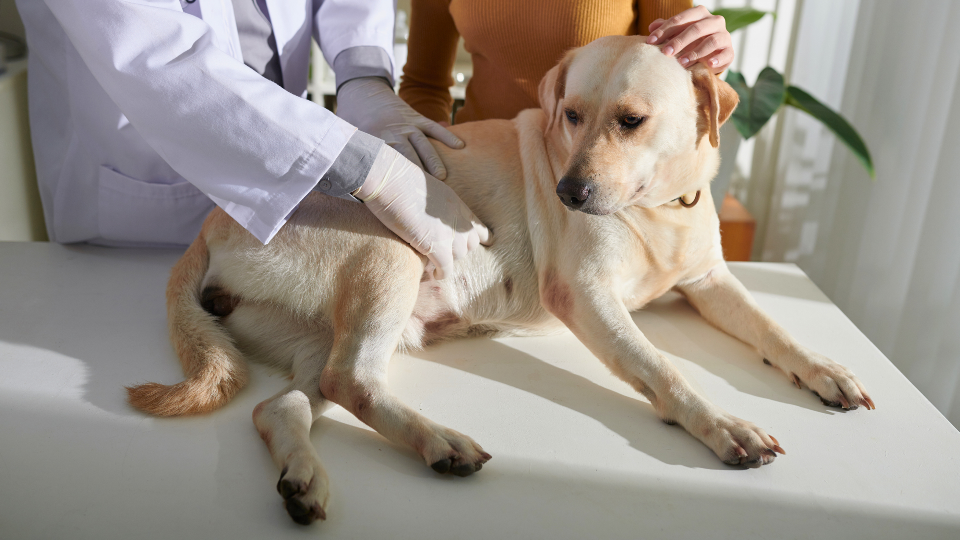 15 Potential Causes of Abdominal Enlargement in Dogs - PetHelpful