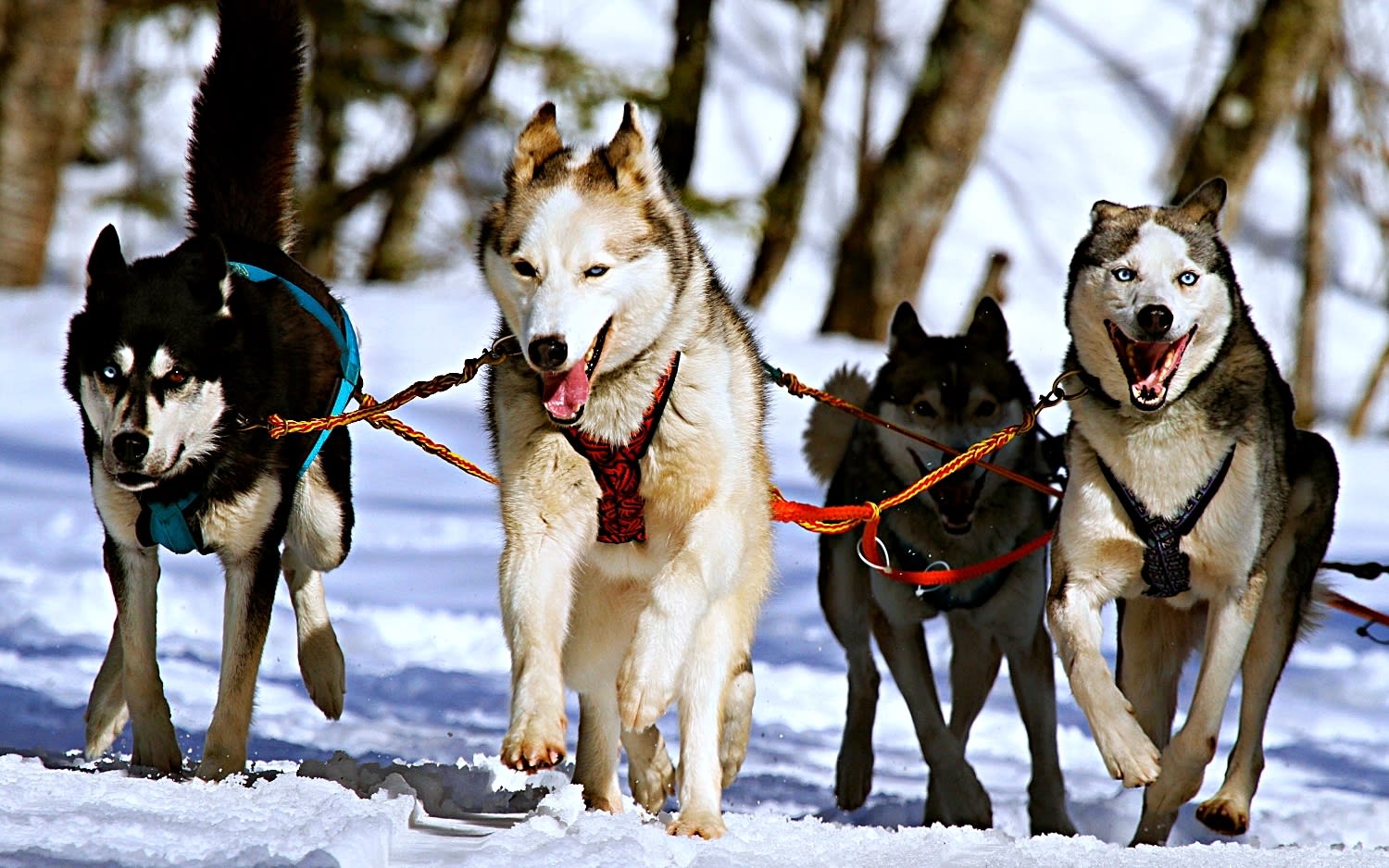 15 Pros and Cons of Owning Siberian Huskies - PetHelpful
