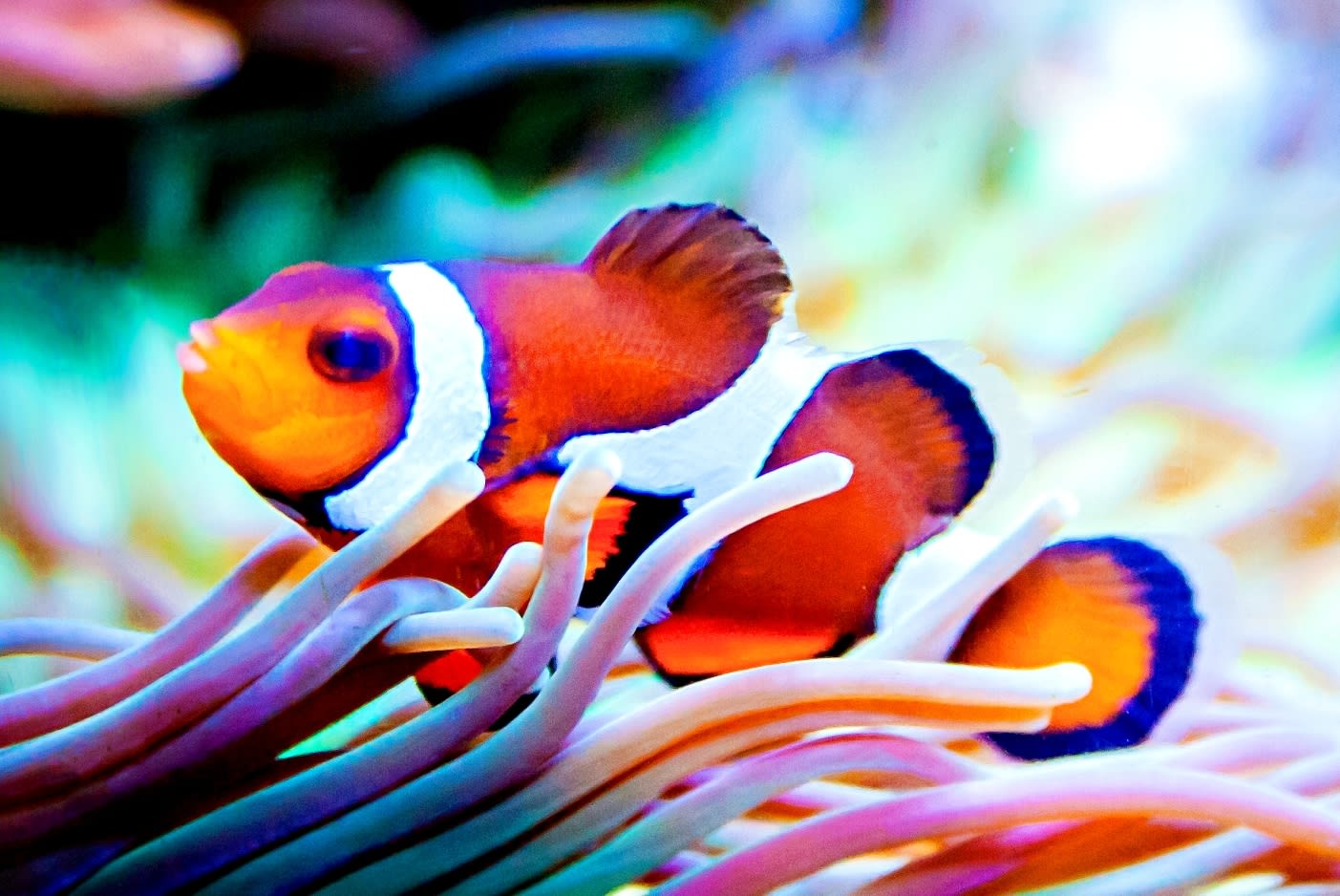 10 Most Common Pets in the U.S. - PetHelpful