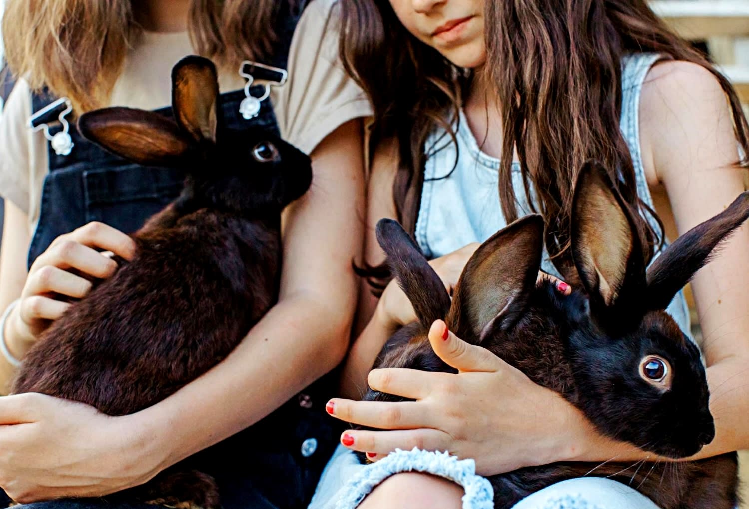 10 Most Common Pets in the U.S. - PetHelpful