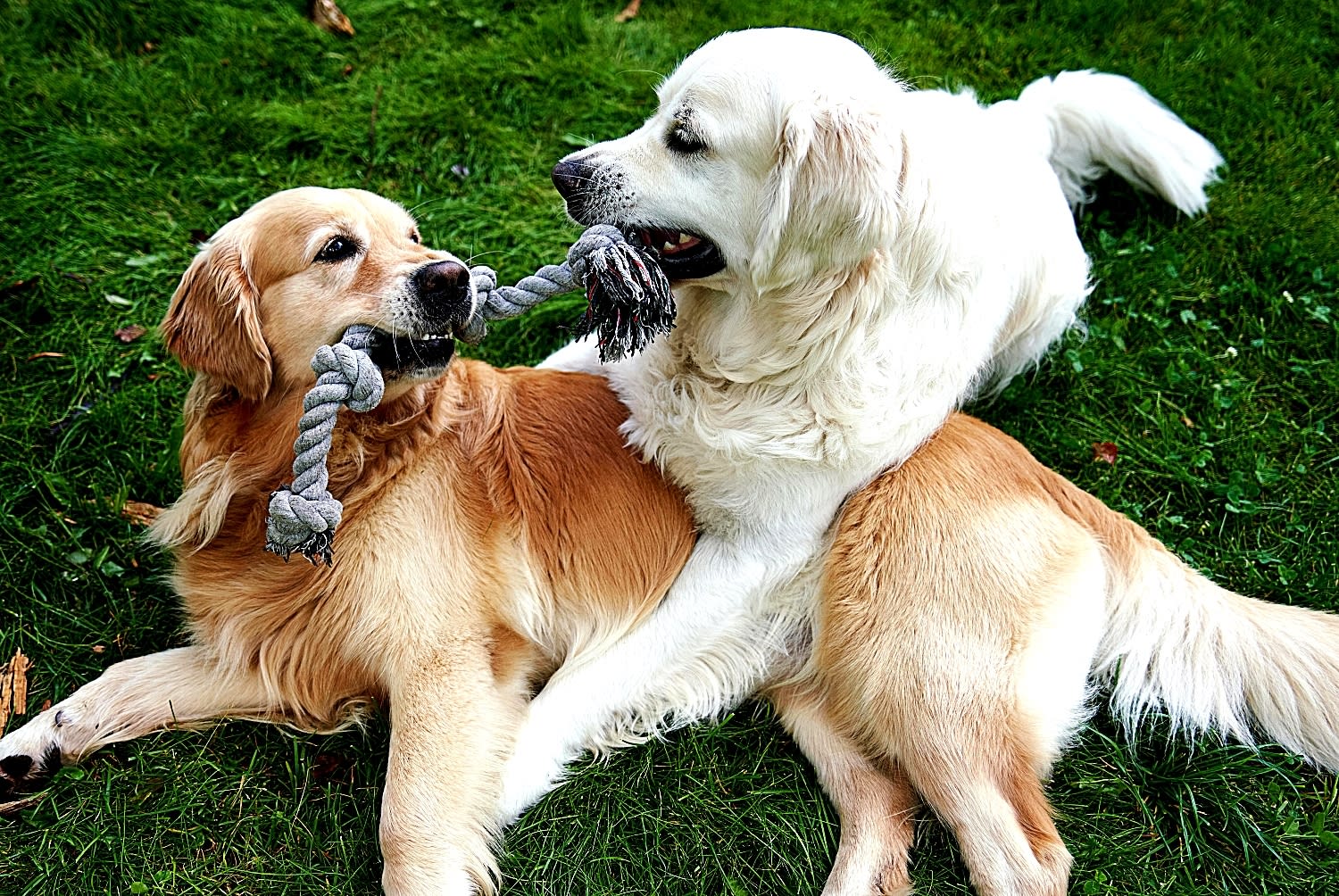 10 Most Common Pets in the U.S. - PetHelpful