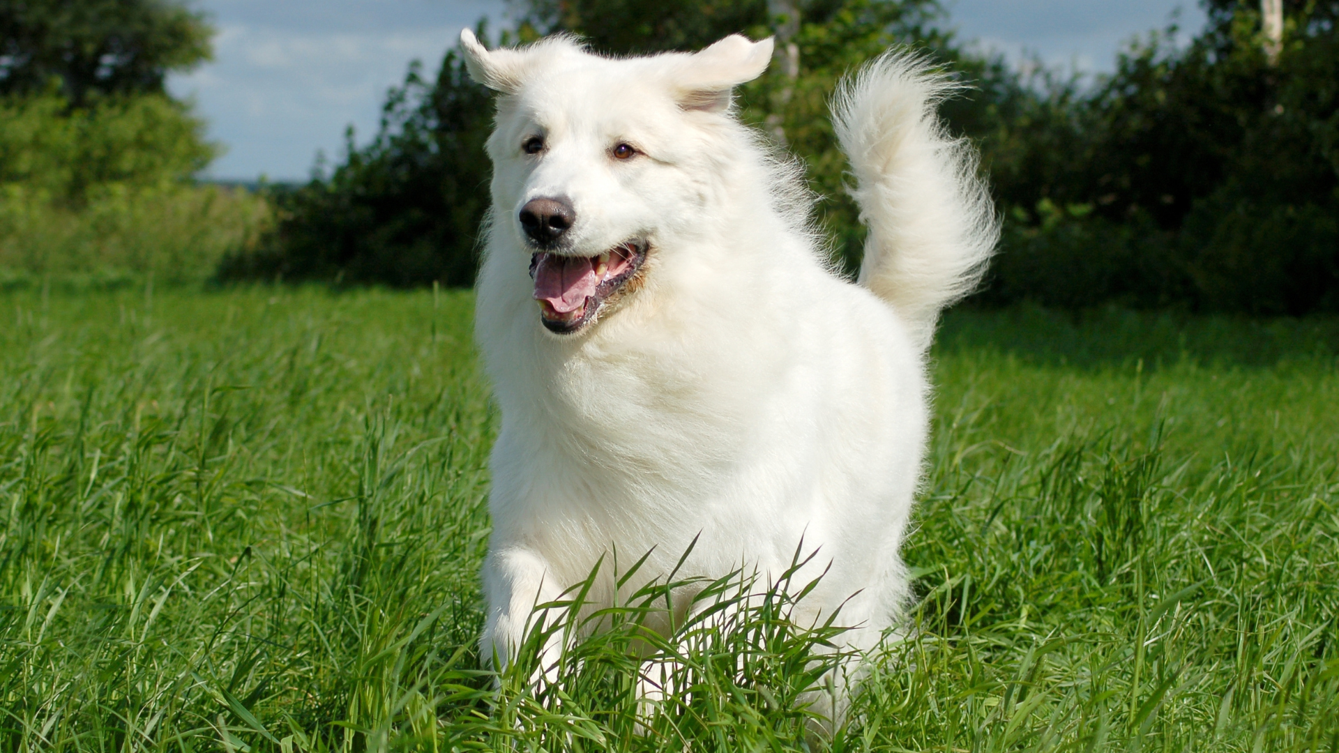 10 Great Pyrenees Puppies Think a Chicken Is Their Mom And It's Too ...
