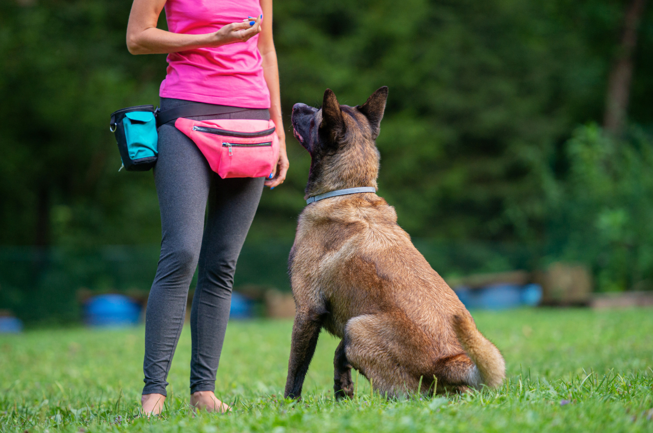 Surrendering an Aggressive Dog: Alternatives & Last Resorts - PetHelpful
