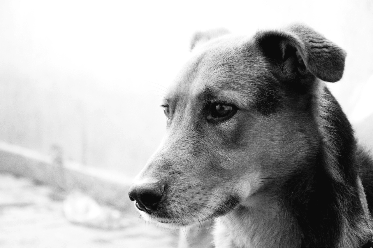 Surrendering an Aggressive Dog: Alternatives & Last Resorts - PetHelpful