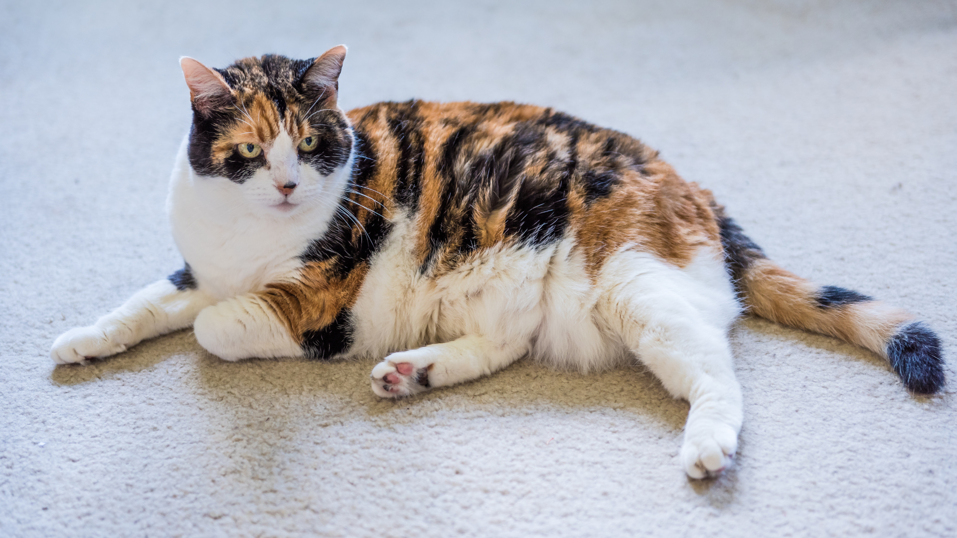 Calico Cat