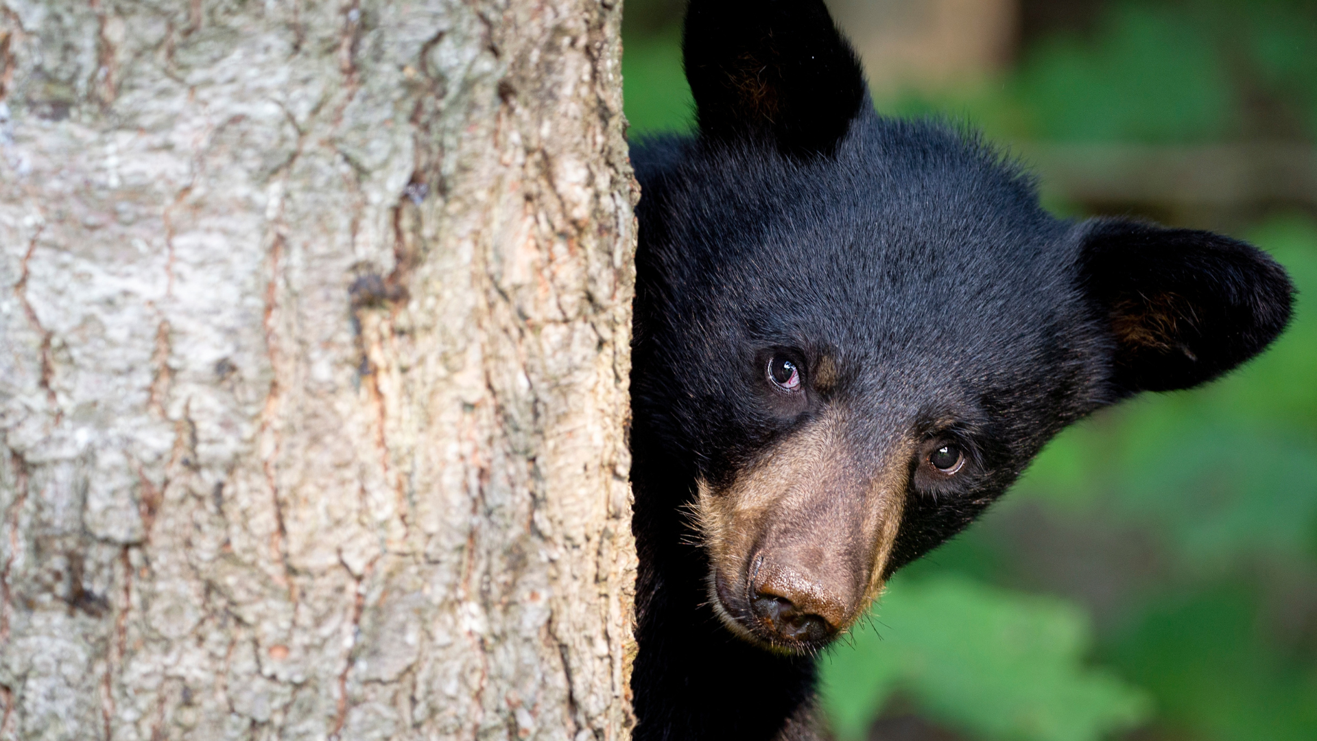 Bear Cubs Playing With Flag on Golf Course Are Just Like Little Kids ...