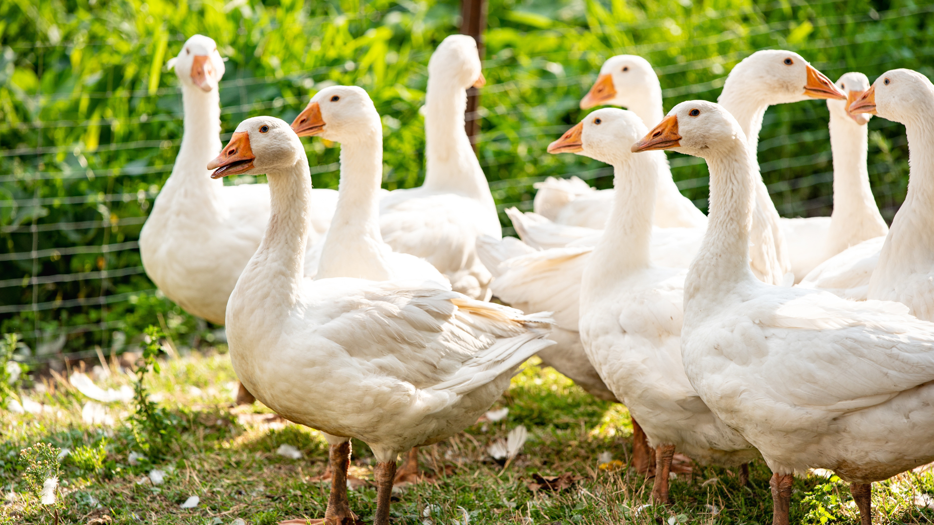 Farmer’s Nightly Routine to Get Geese to Bed Is Cracking Everybody Up ...