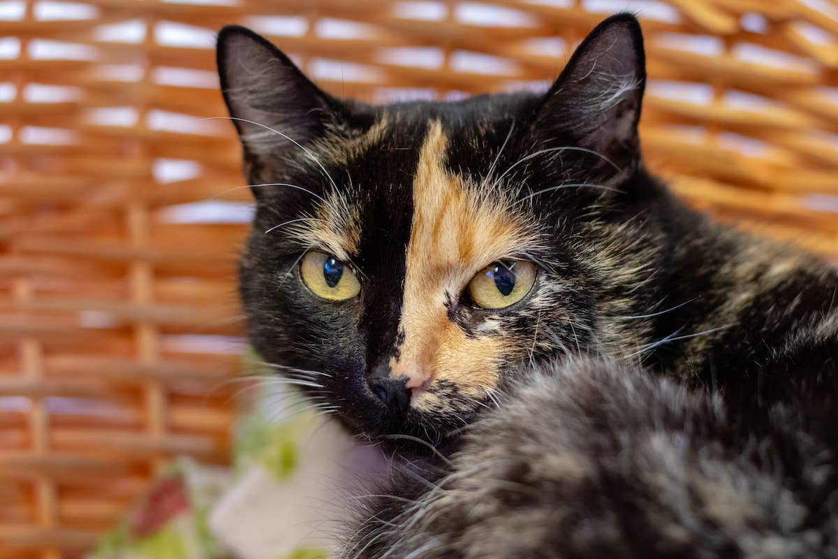 Unique Coloring of 'Orange Tuxedo Calico' Cat Has People Stunned ...