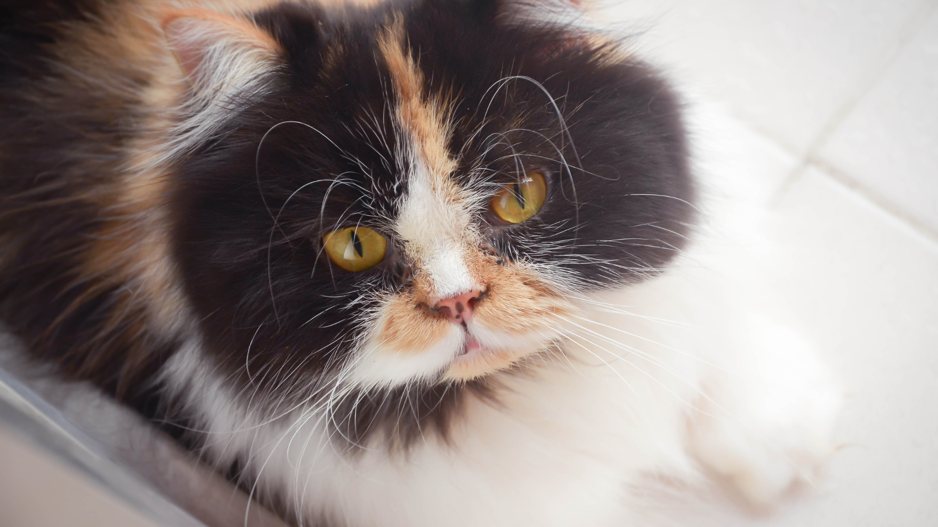 Calico Cat