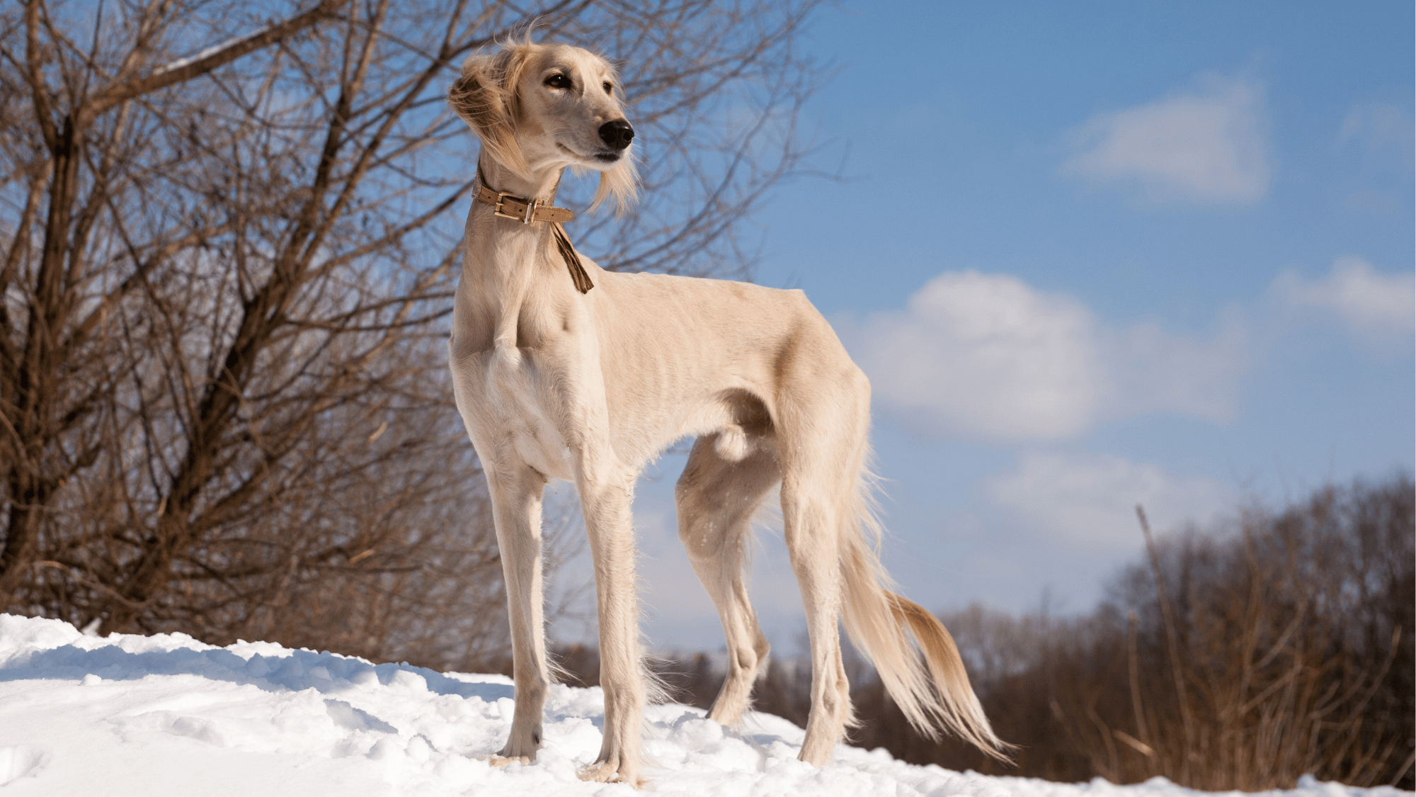 Understanding the Saluki: Traits, History, and Care of the Persian ...