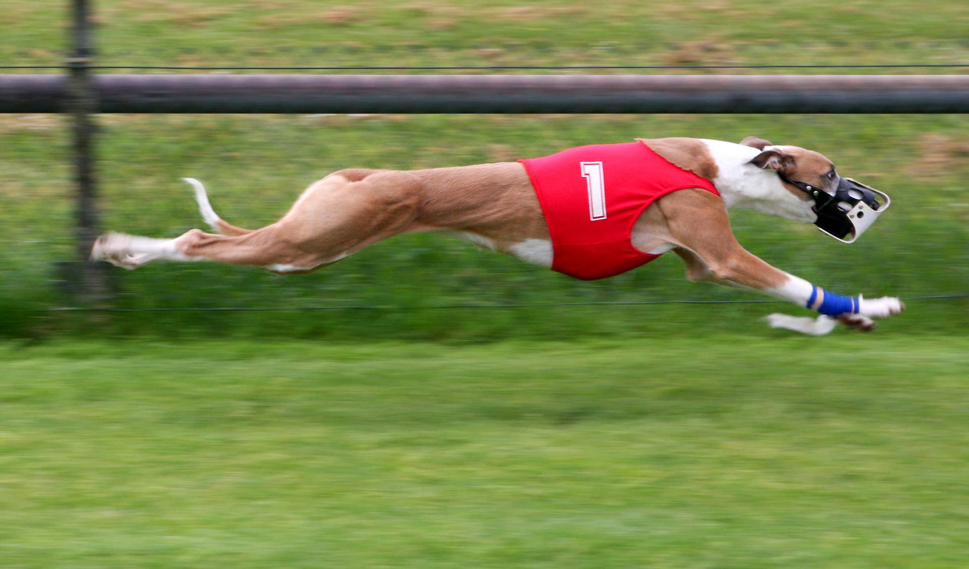 Greyhounds Uncovered: A Comprehensive Guide to This Sleek and Elegant ...