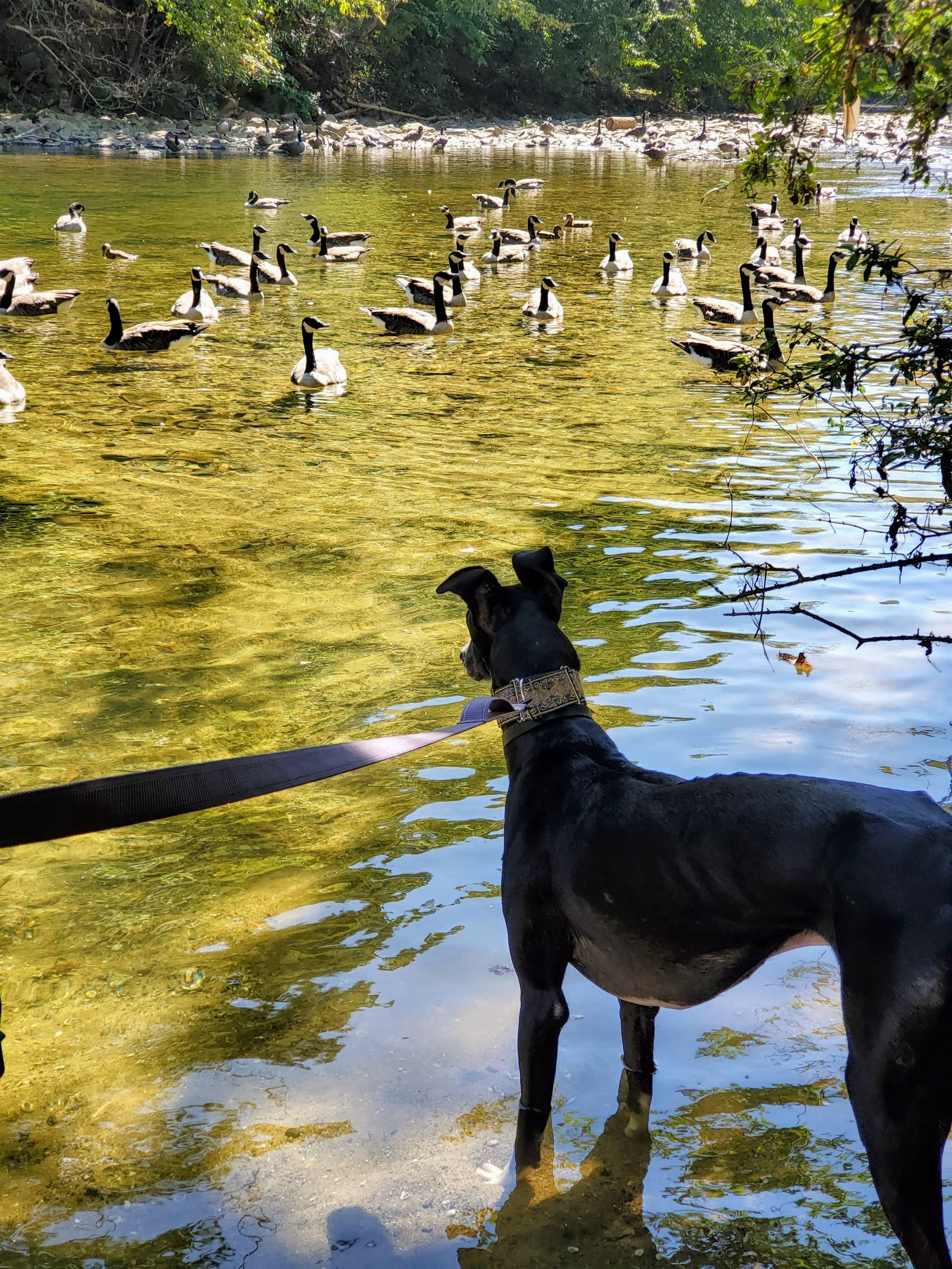 Greyhounds Uncovered: A Comprehensive Guide to This Sleek and Elegant Breed