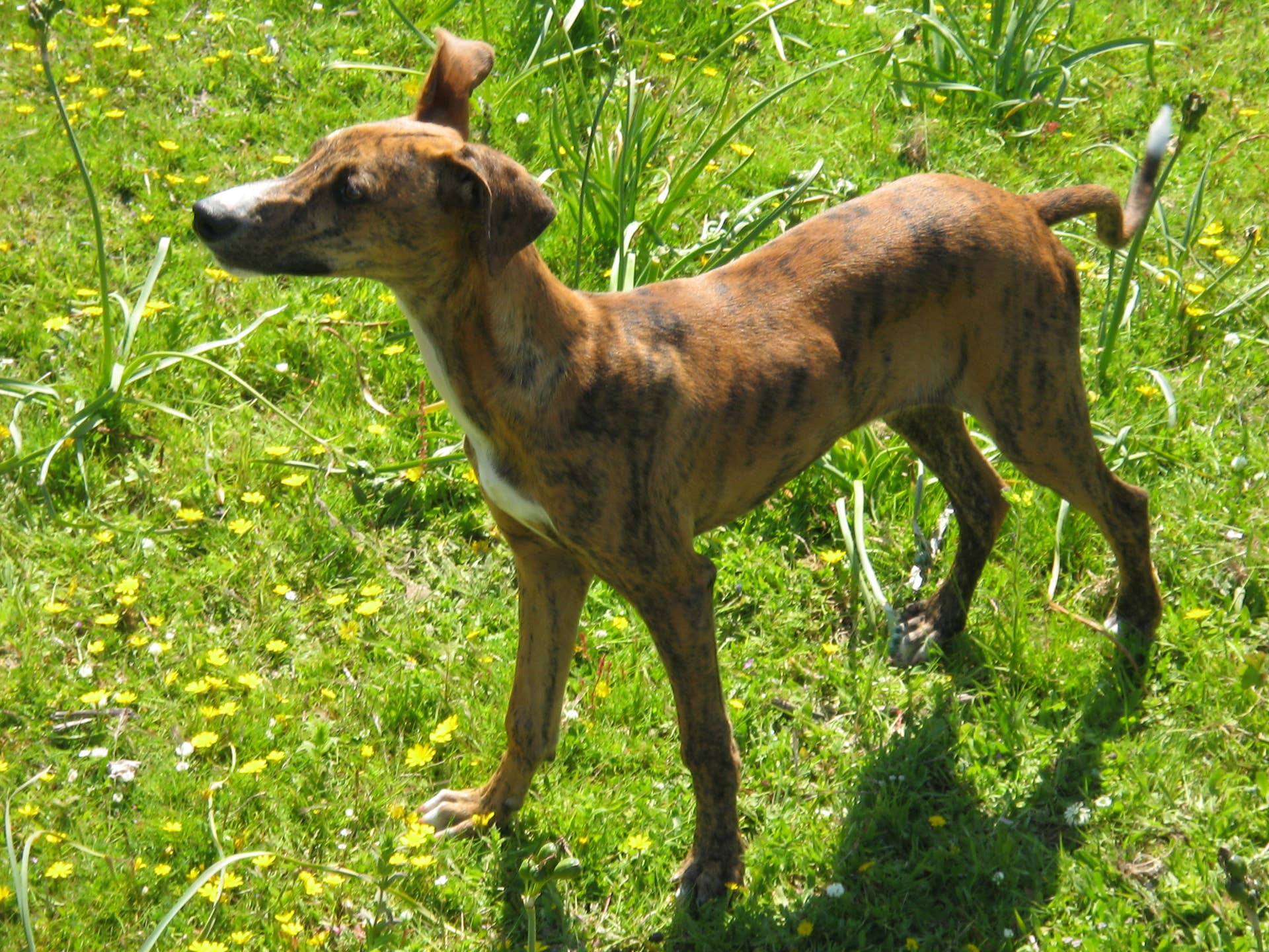 Greyhounds Uncovered: A Comprehensive Guide to This Sleek and Elegant ...