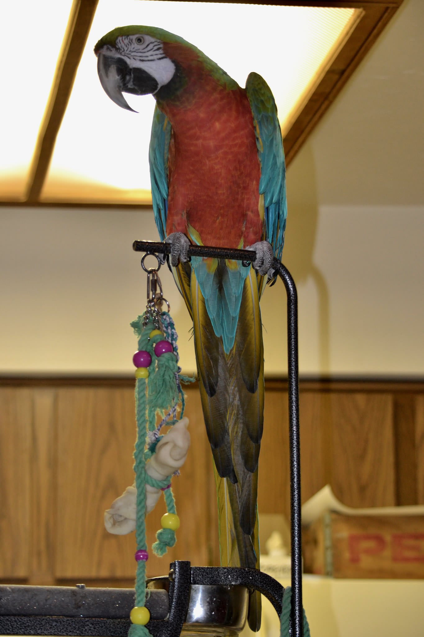 Caloshua Macaw