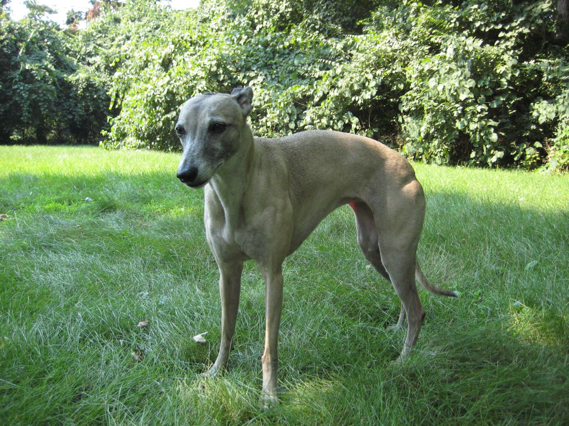 Meet the Whippet: The Ultimate Guide to This Agile and Affectionate ...