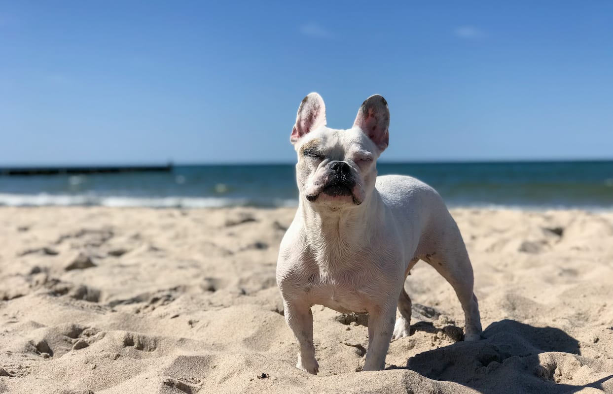Frenchie’s ‘Harness of Shame’ for a Session With the Nail Clippers Has ...