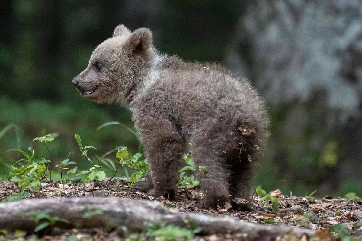 Baby Grizzly Bear Running at Full Speed Is Impossible to Resist ...