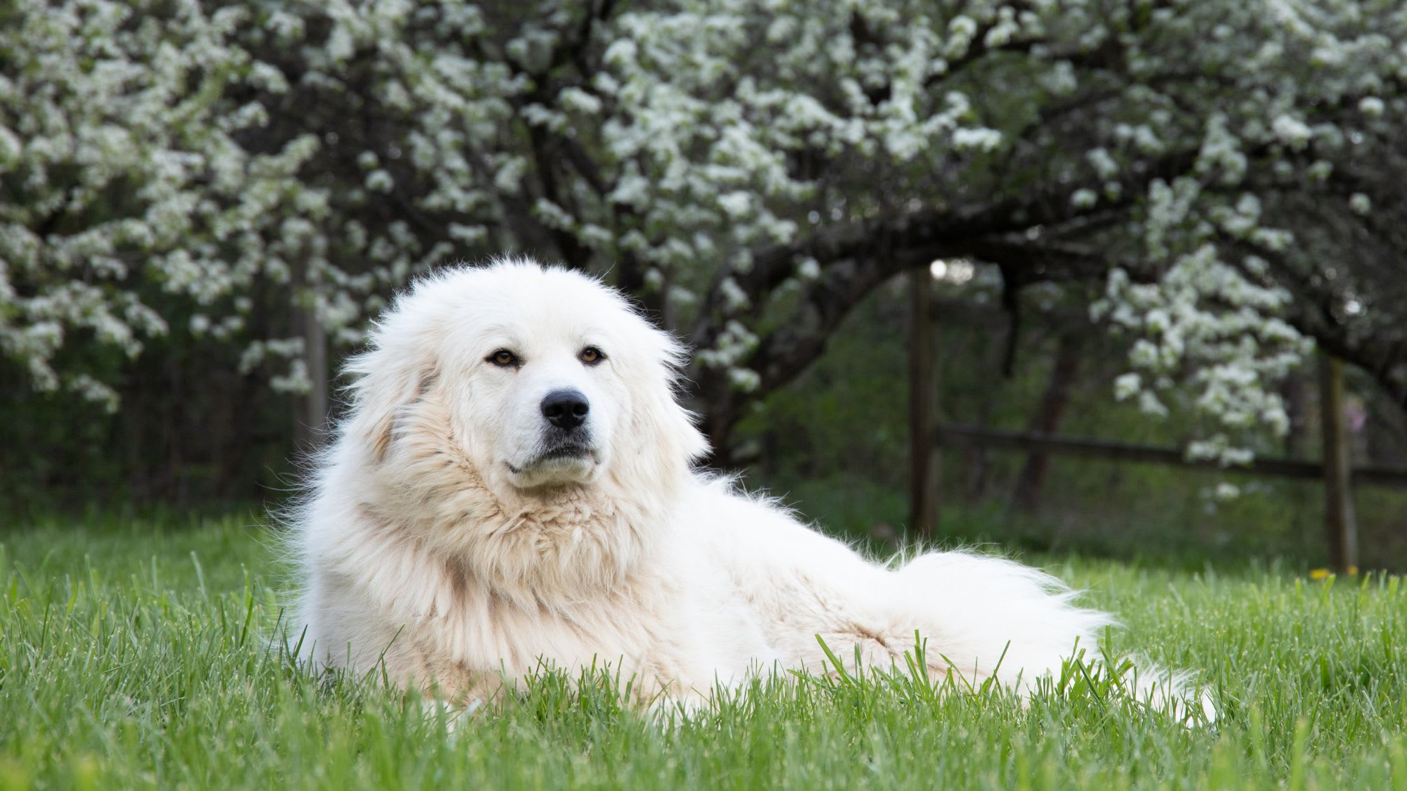 Great Pyrenees: The Majestic Mountain Guardian and Family Companion ...