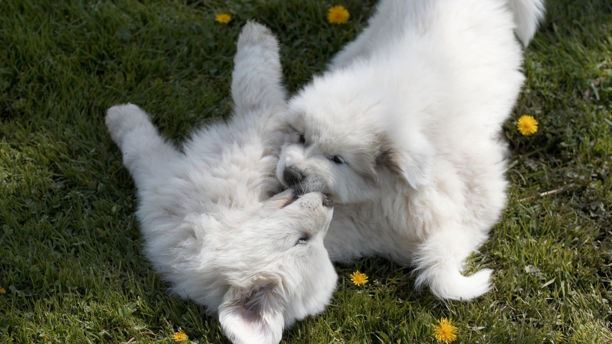 Great Pyrenees: The Majestic Mountain Guardian and Family Companion ...