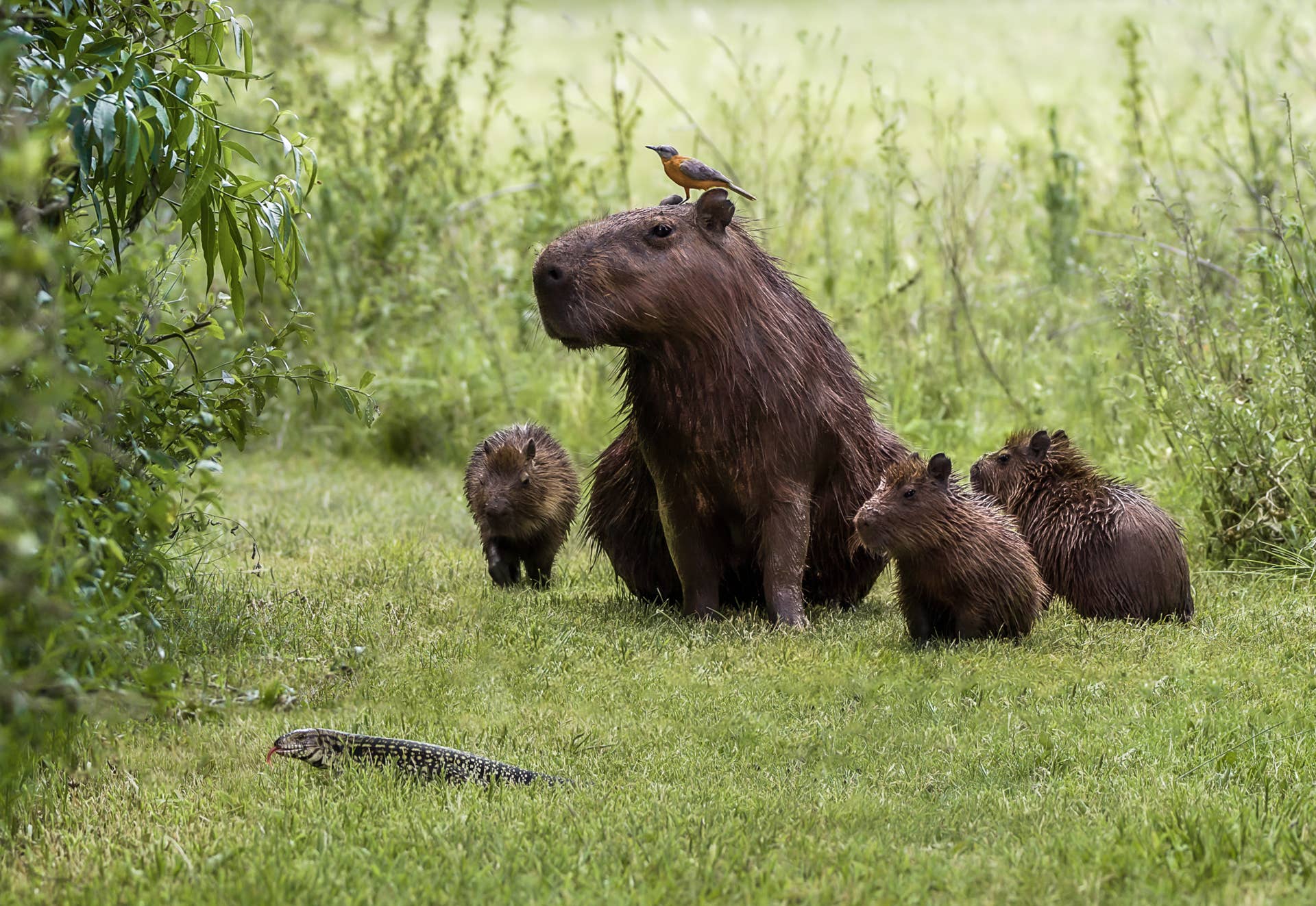 Audubon Zoo Welcomes Three Adorable Baby Capybaras to the Family ...