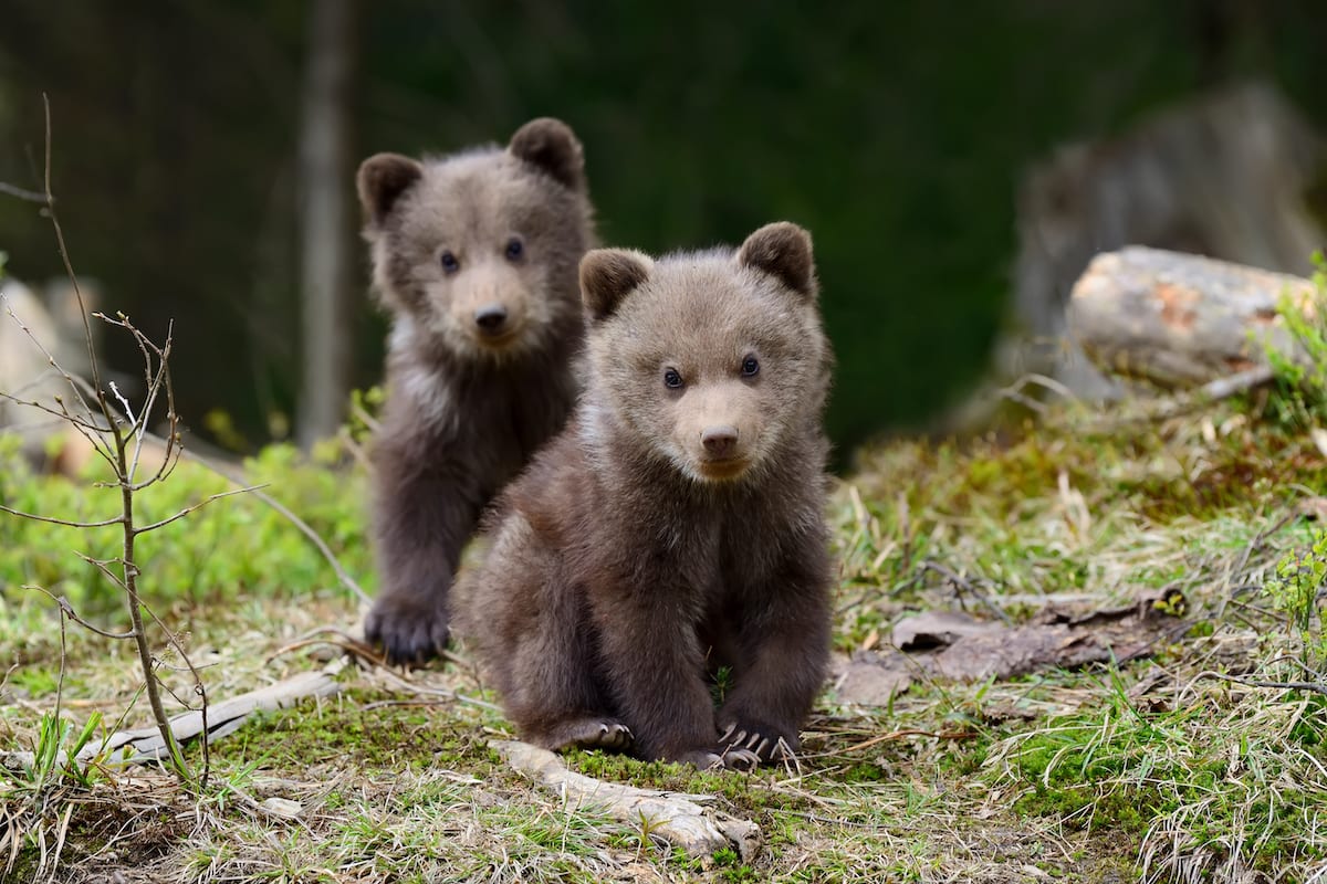 Bear Cubs