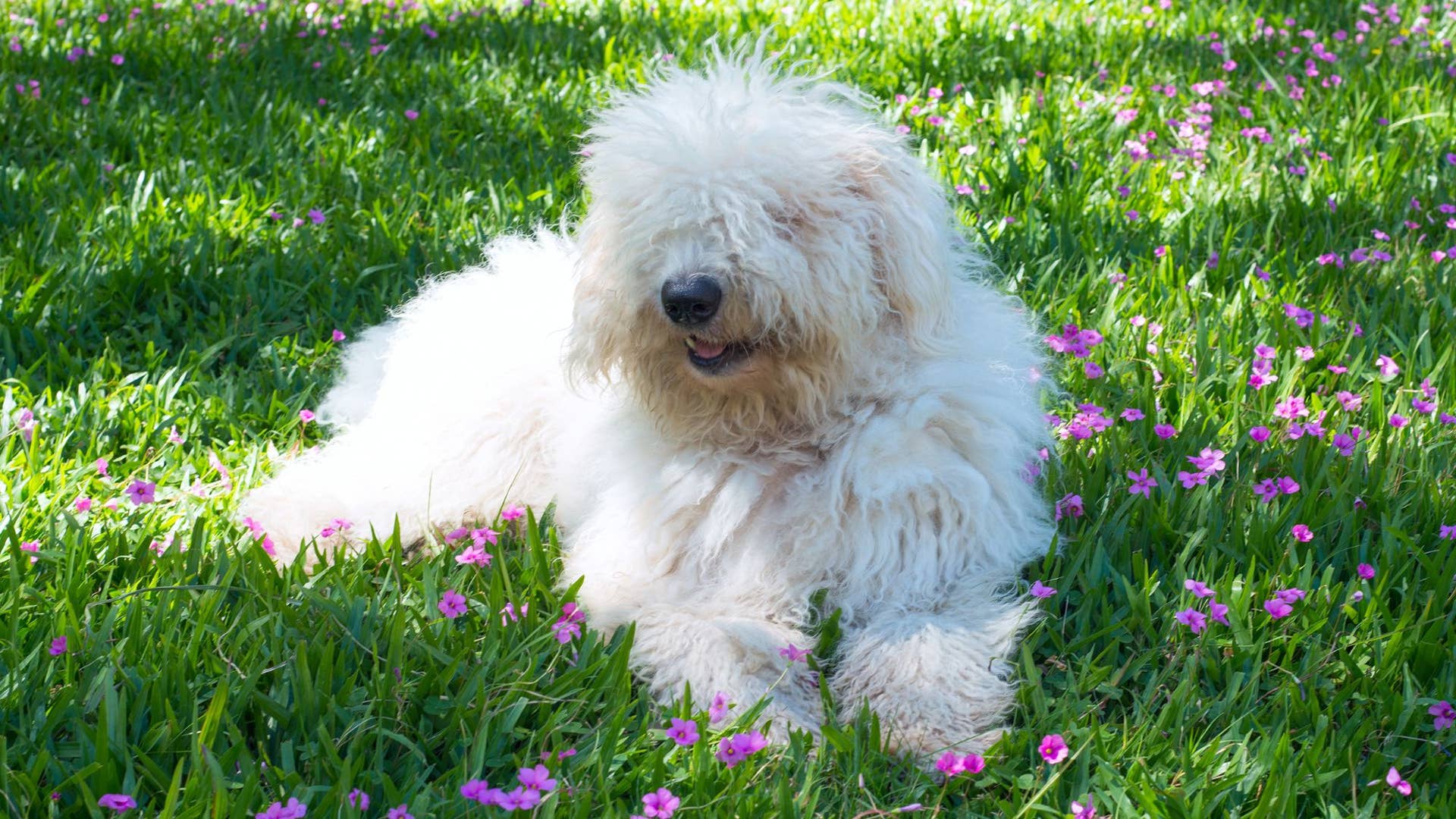 Exploring the Komondor: Ultimate Guide to Hungary's Iconic Livestock ...