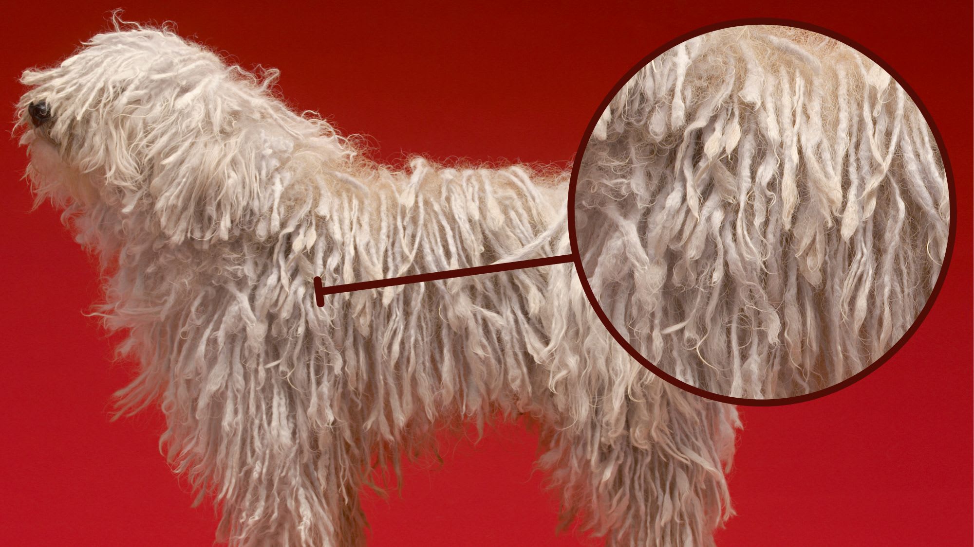 Exploring the Komondor: Ultimate Guide to Hungary's Iconic Livestock ...