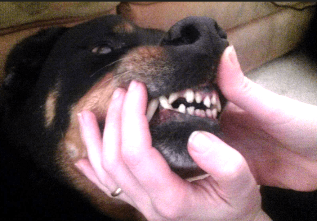 10 Reasons Dogs Nibble With Their Front Teeth - PetHelpful