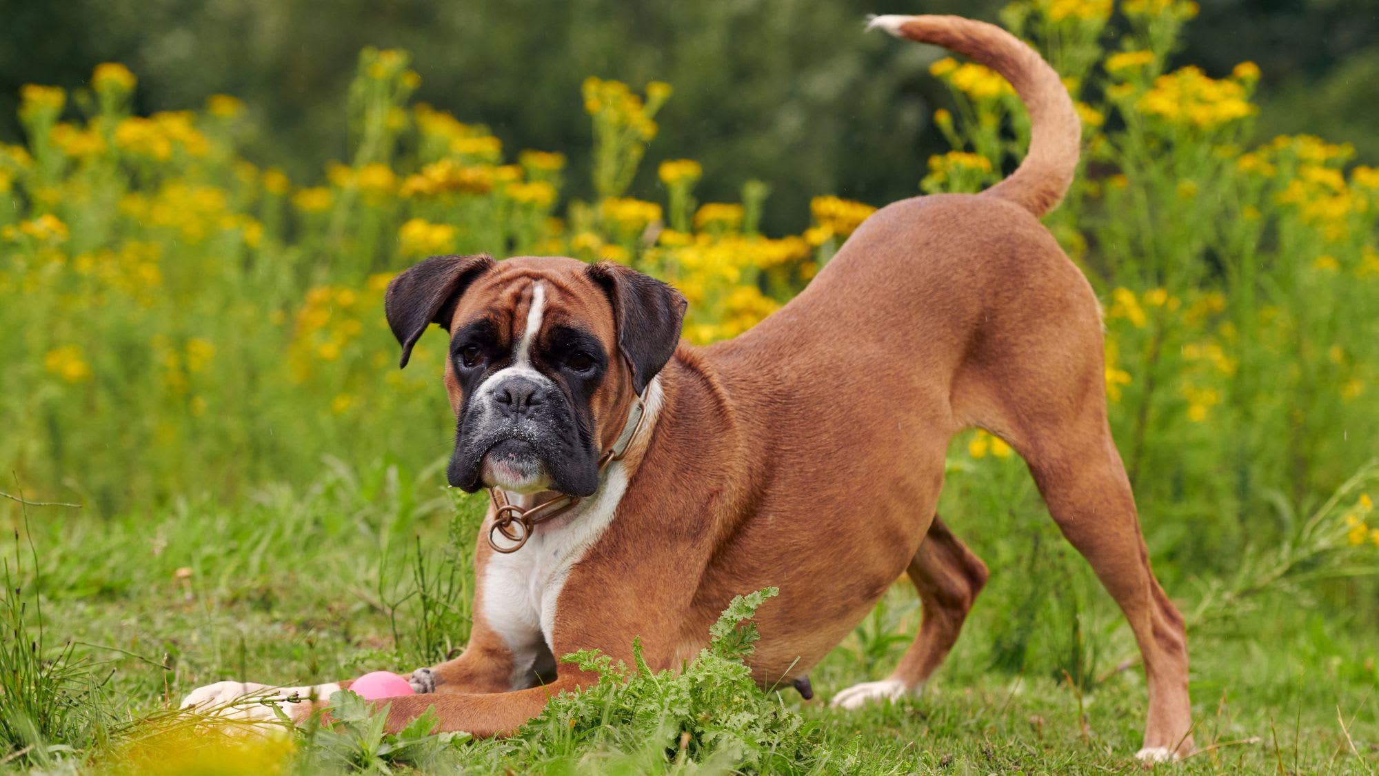 Boxers: The Upbeat and Playful Dog Breed With a Protective Nature ...