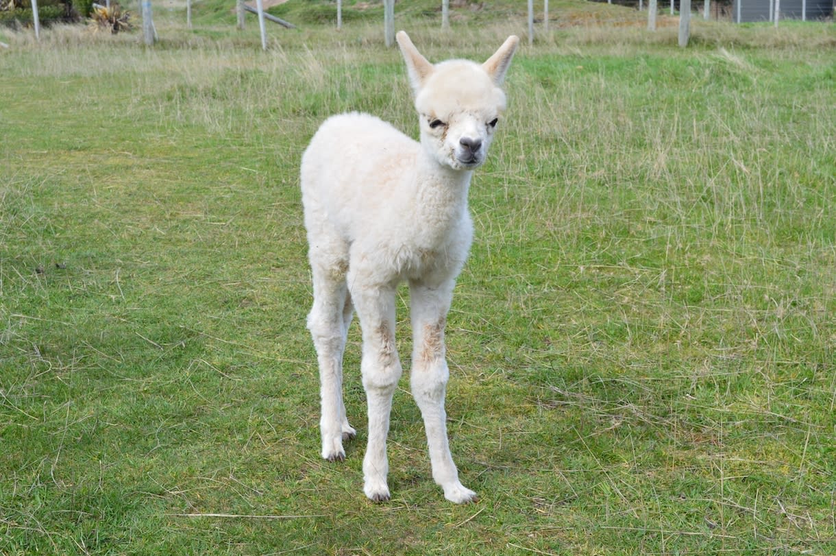 Tiny Baby Alpaca Learns To Walk on Day One in Precious Clip - PetHelpful