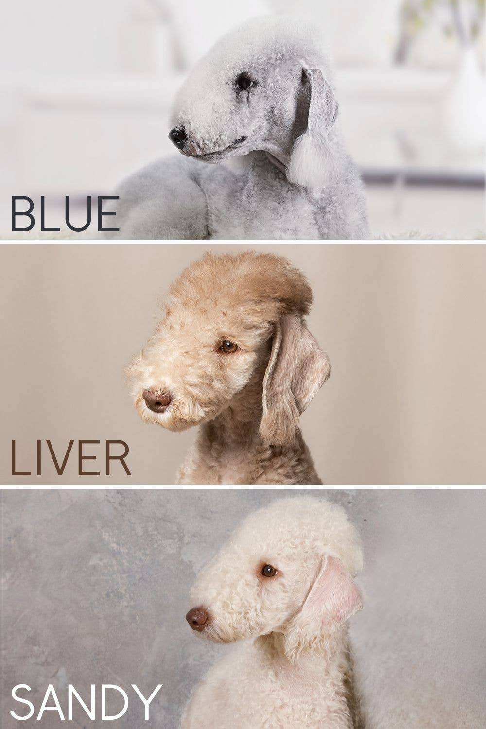 The Bedlington Terrier: Unraveling the History of a Hunter's Companion