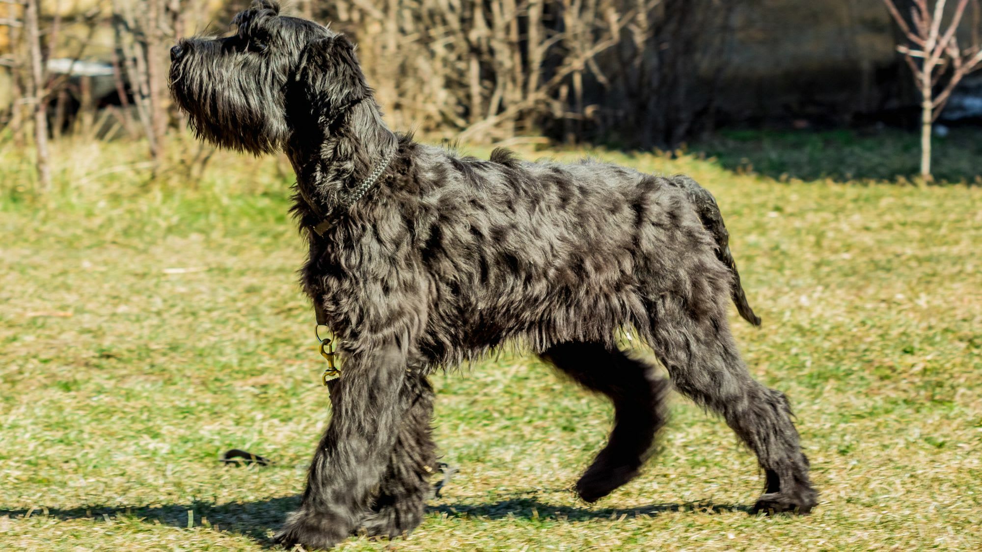 Giant Schnoodle Characteristics