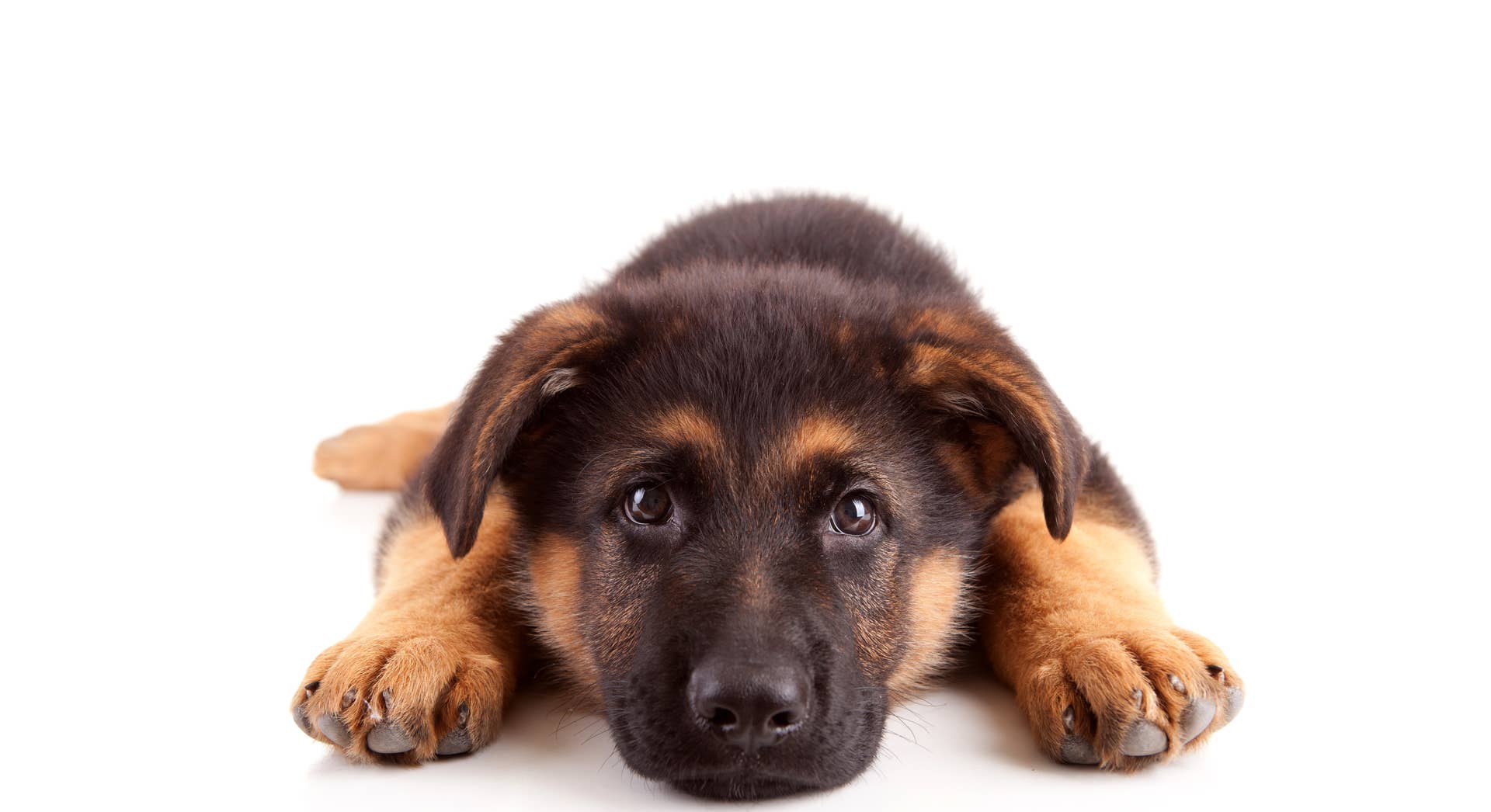 German Shepherd Puppy Learns to ‘Play Dead’ and It’s Adorable - PetHelpful