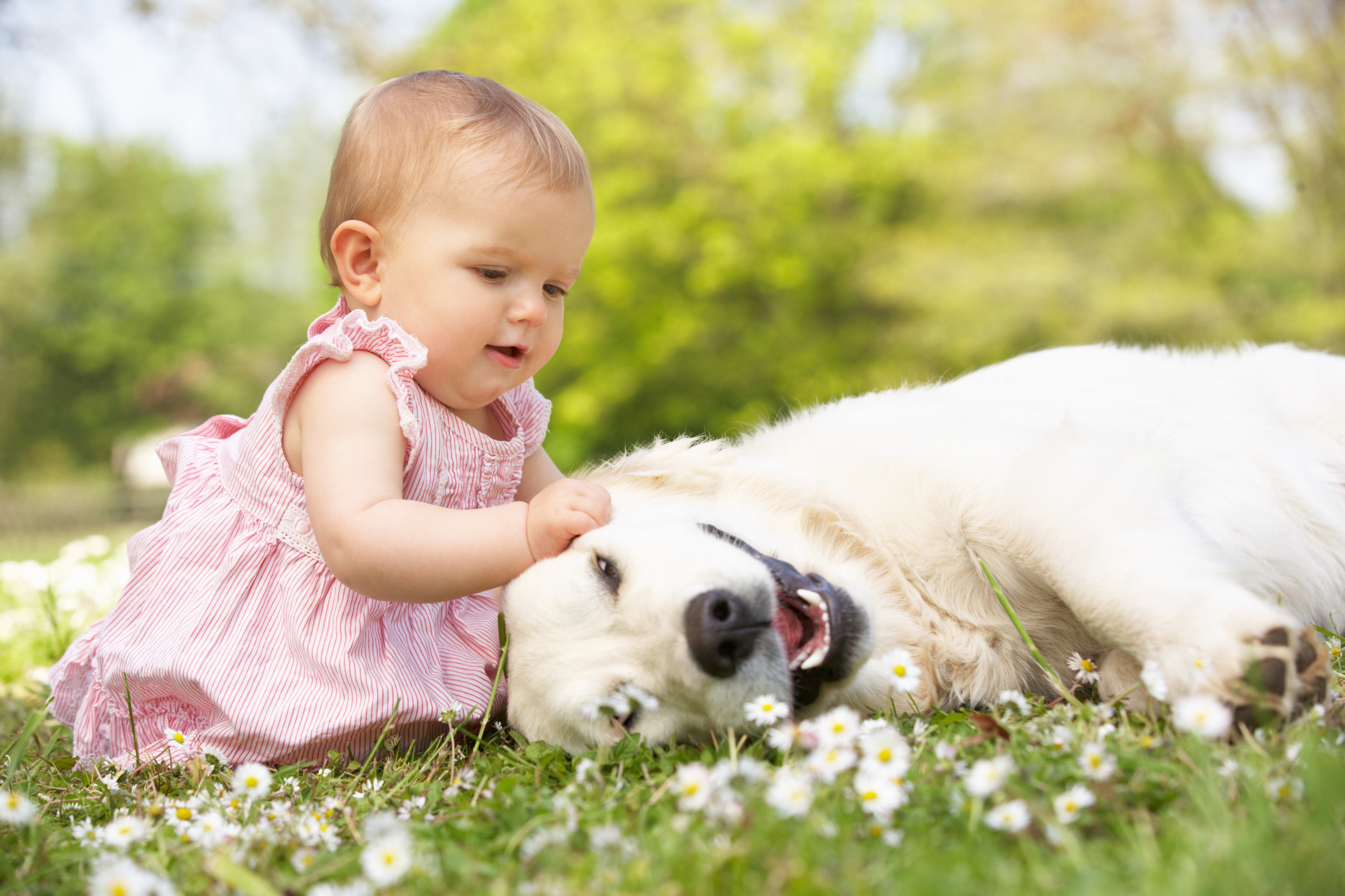Golden Retriever Teaches Baby How to Crawl and It’s Giving Us All the ...