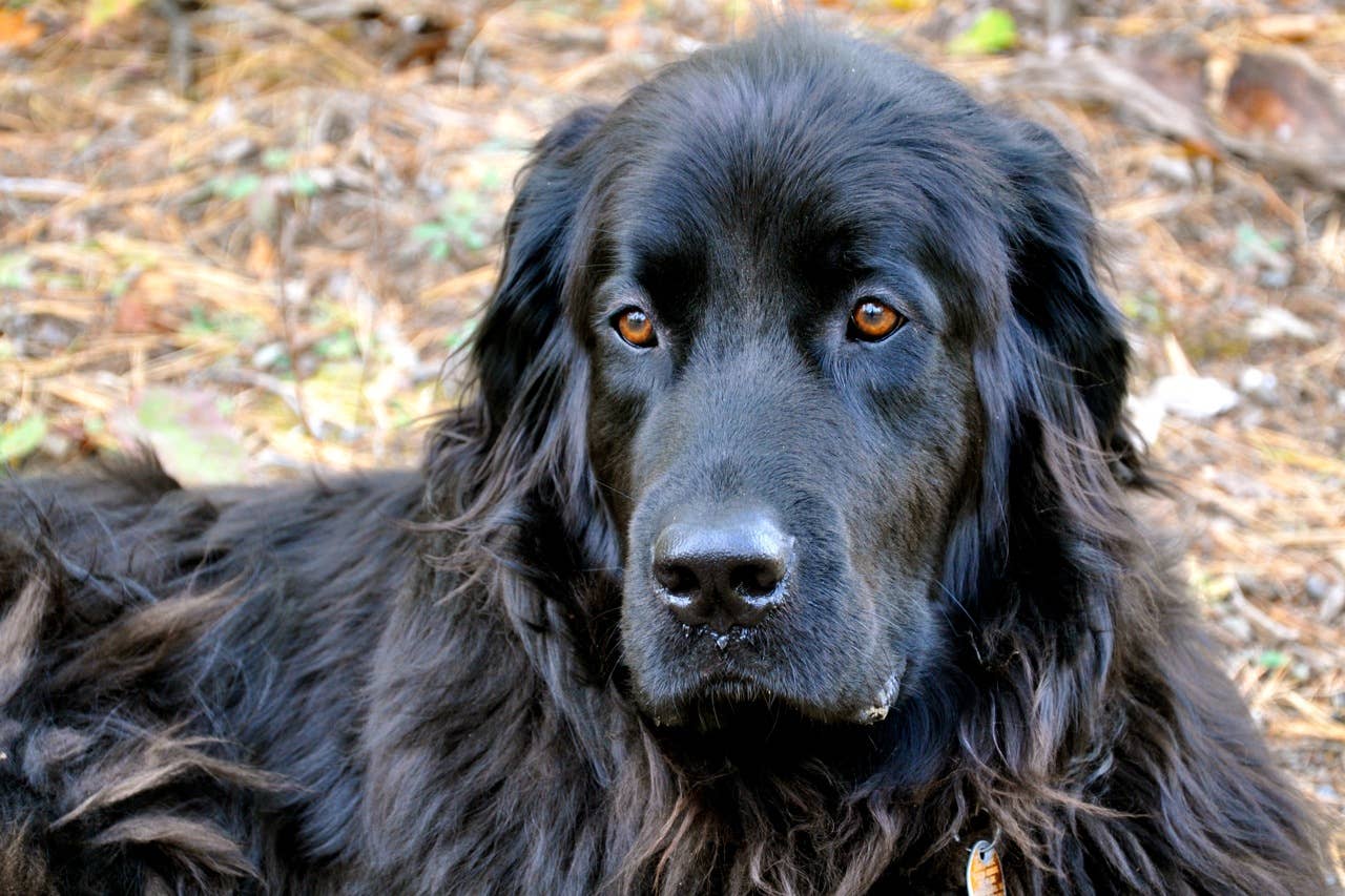The Newfoundland Dog Breed: A Comprehensive Guide - PetHelpful