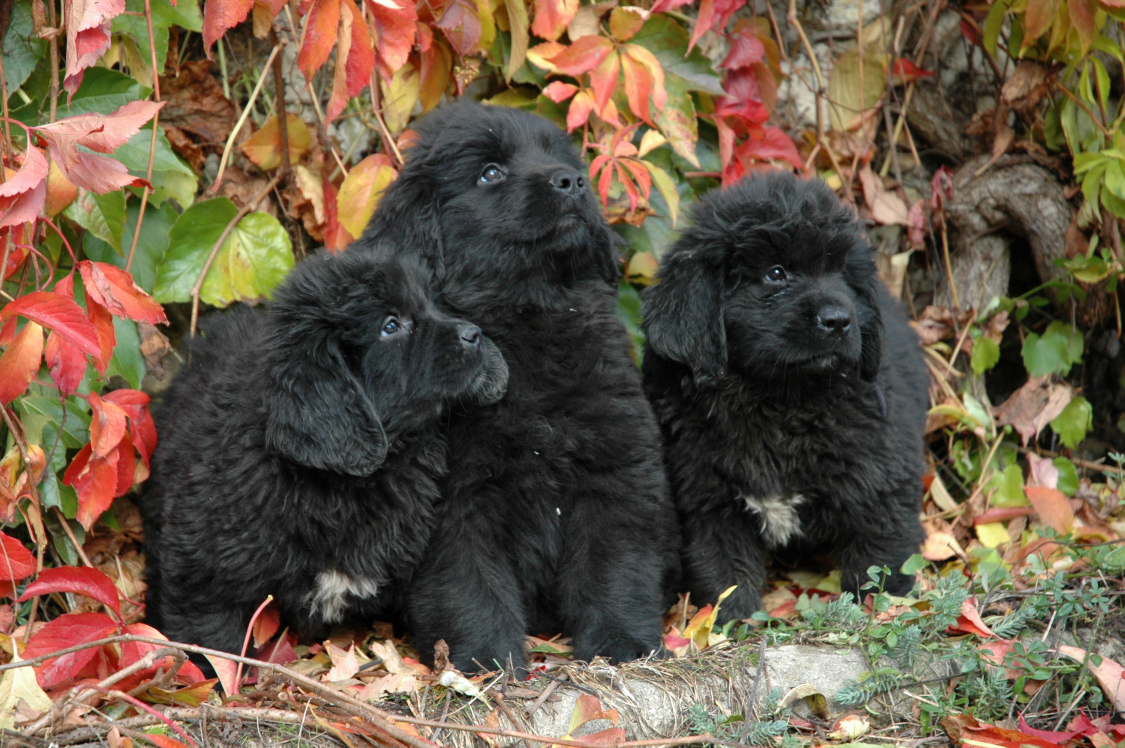 The Newfoundland Dog Breed: A Comprehensive Guide - PetHelpful