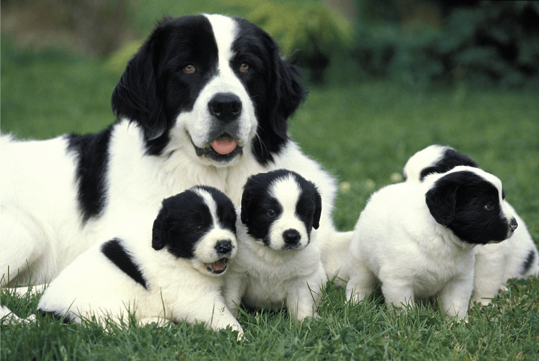 The Newfoundland Dog Breed: A Comprehensive Guide - PetHelpful