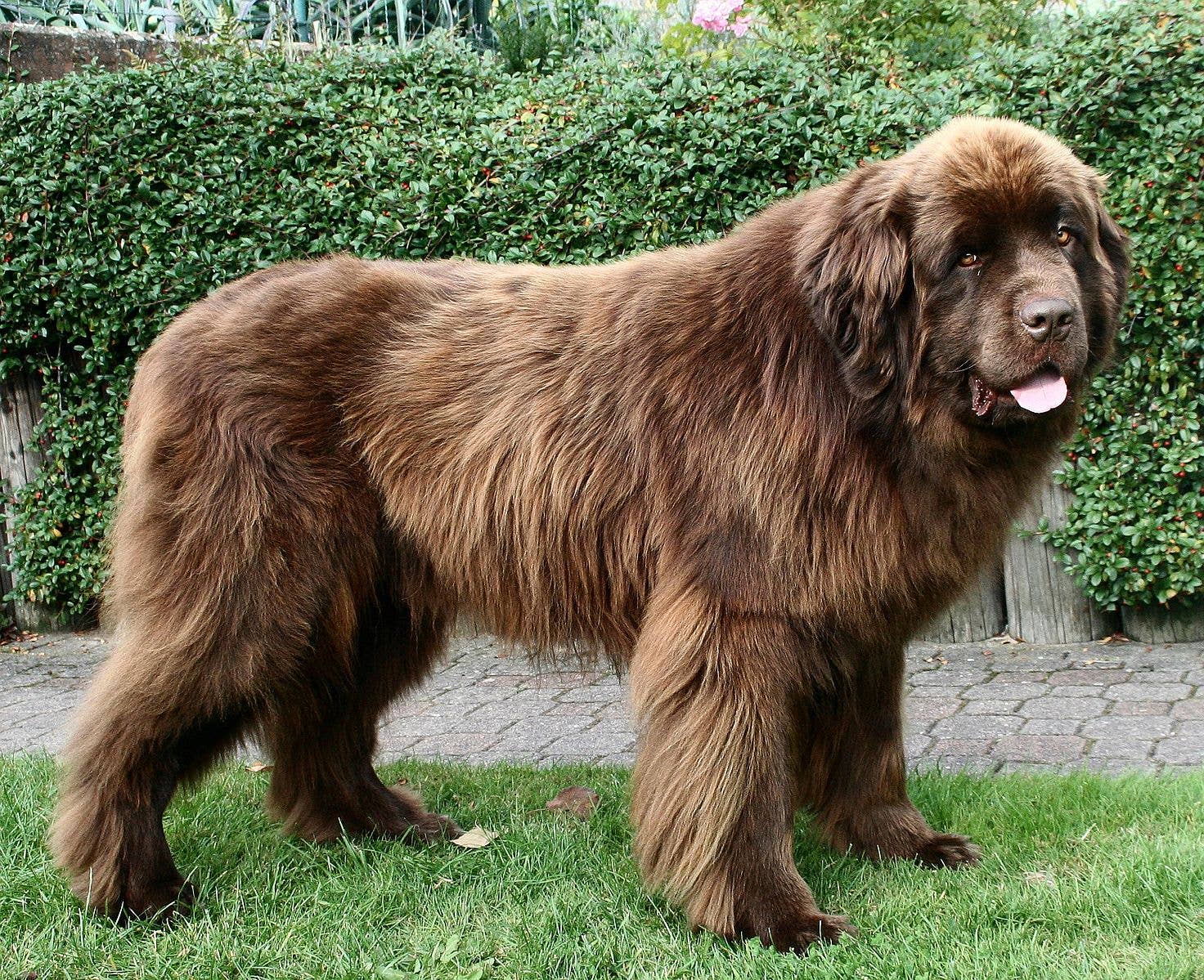 The Newfoundland Dog Breed A Comprehensive Guide PetHelpful