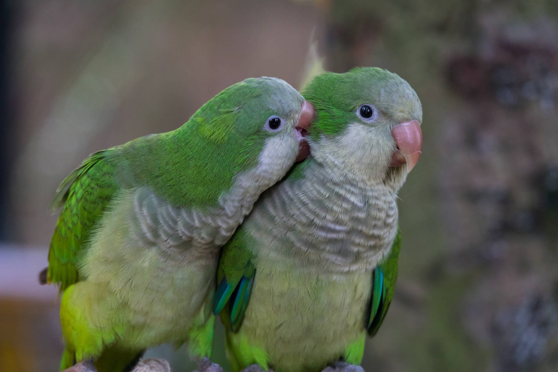 Quaker Parrot's Squeaky Fake Cough Is Comedy Gold - PetHelpful