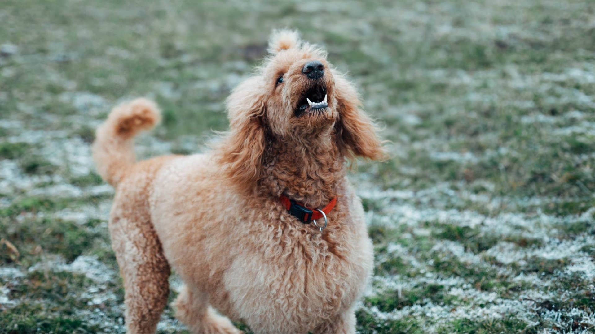 Standard Poodle Tongue Standard Poodle, Walkway, Poodle, Tongue,