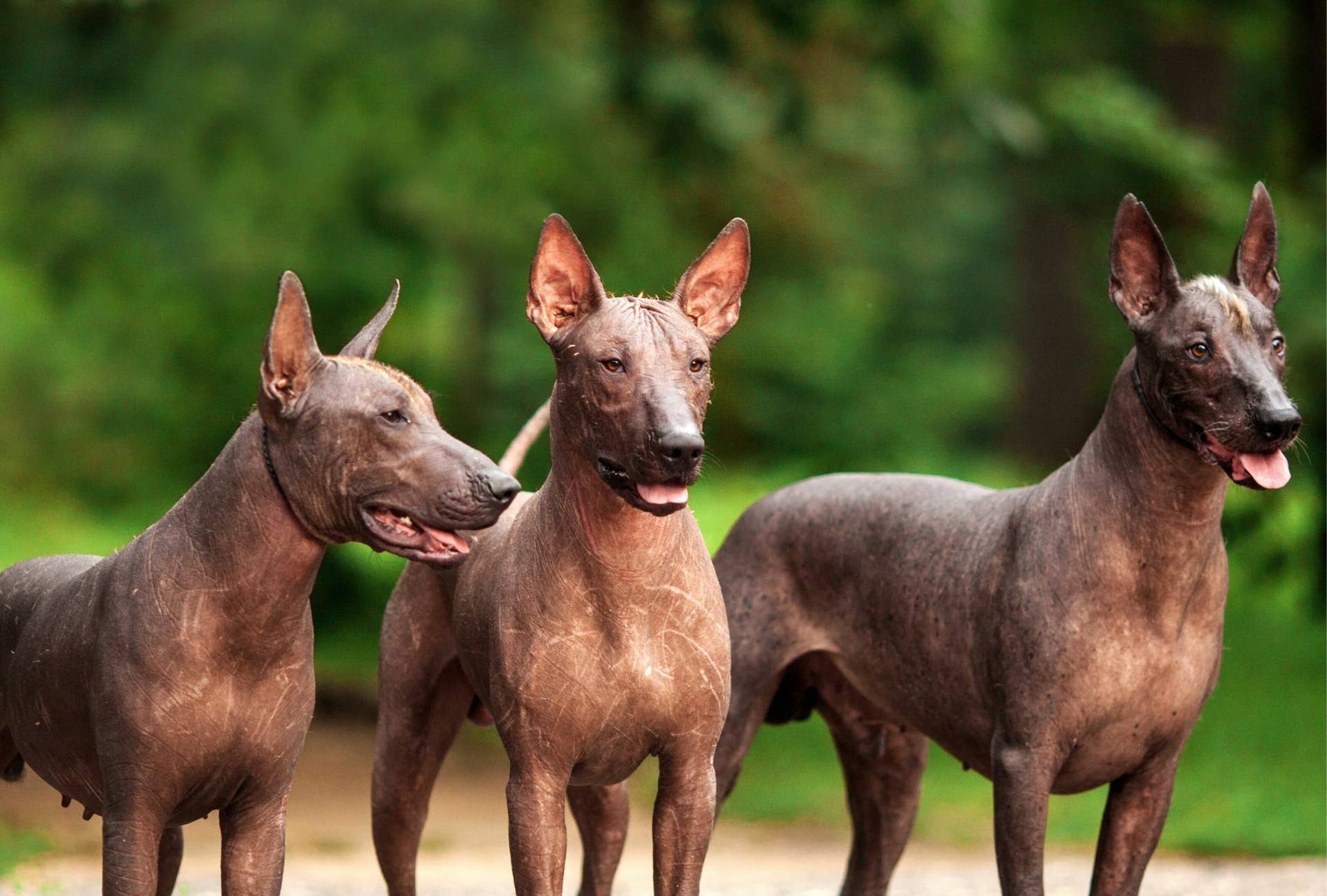 The Comprehensive Guide to Xoloitzcuintli: History, Care, and More ...
