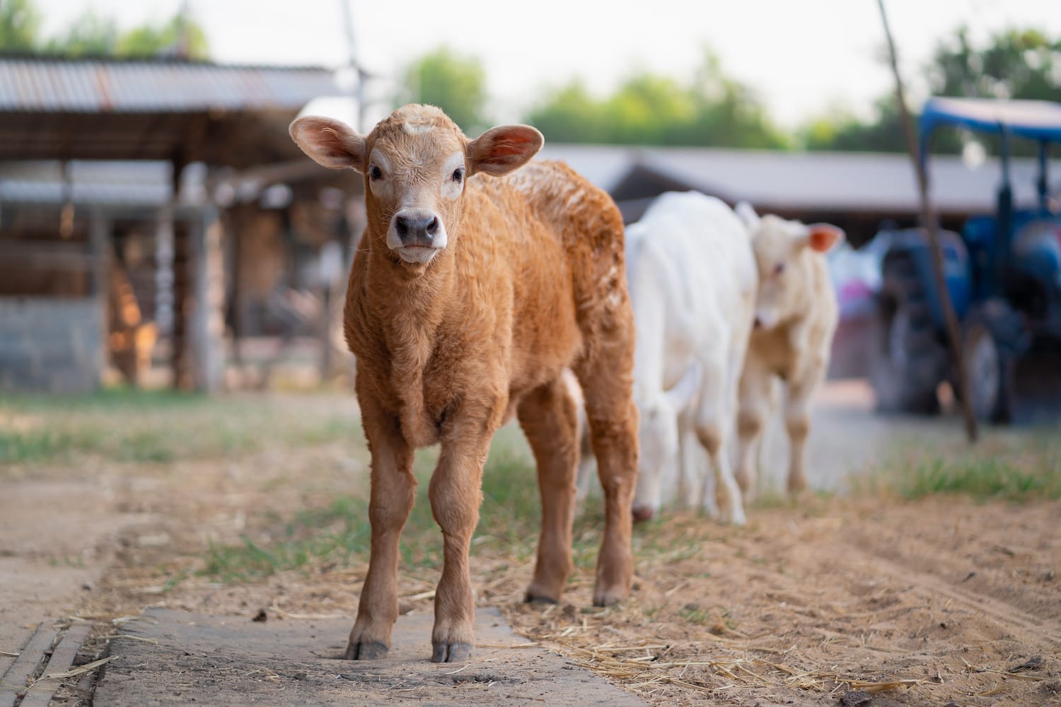 Farmer’s Cute Video of Highland Cows With the Zoomies Is Full of Pure Joy - PetHelpful