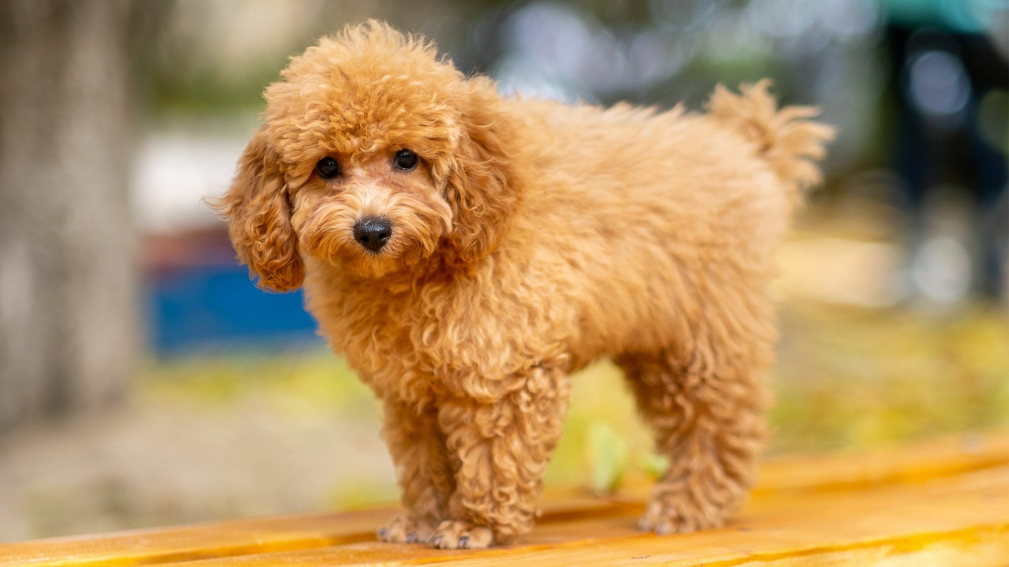 The Super Smart Toy Poodle: A Small Dog With a Big Personality