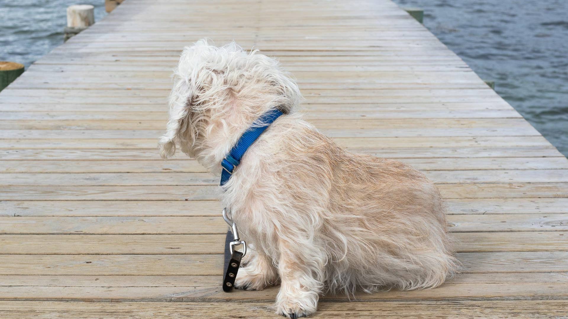 The Dandie Dinmont Terrier: Understanding This Playful and Devoted ...