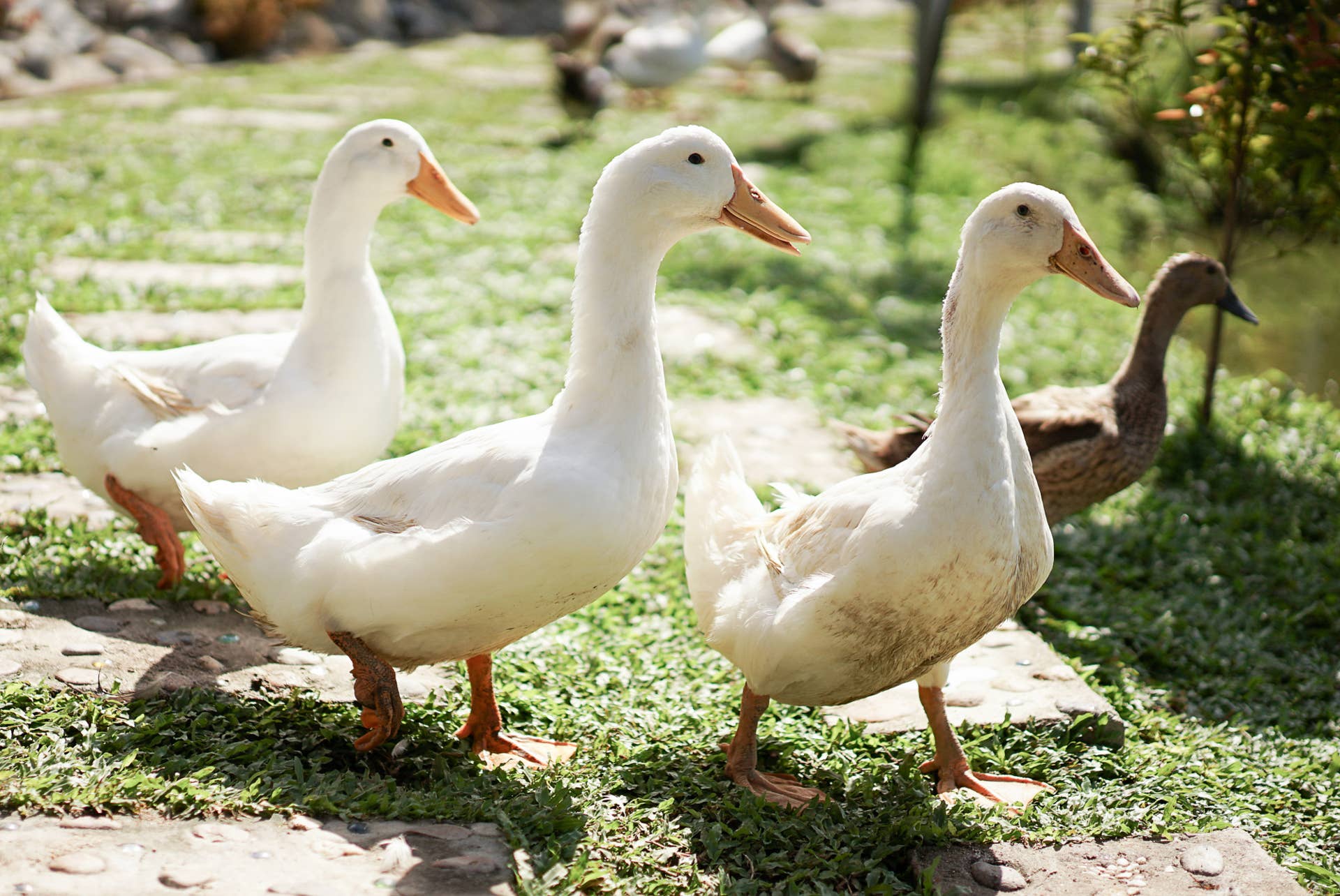 Watch as Adorable Ducks ‘Run’ to Play in the Pond After Snow Melts