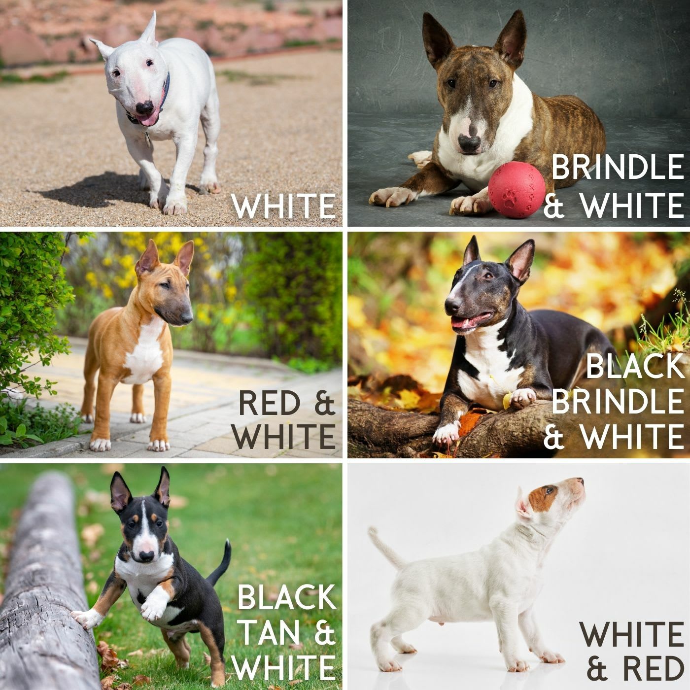 Miniature Bull Terrier: Compact & Spirited