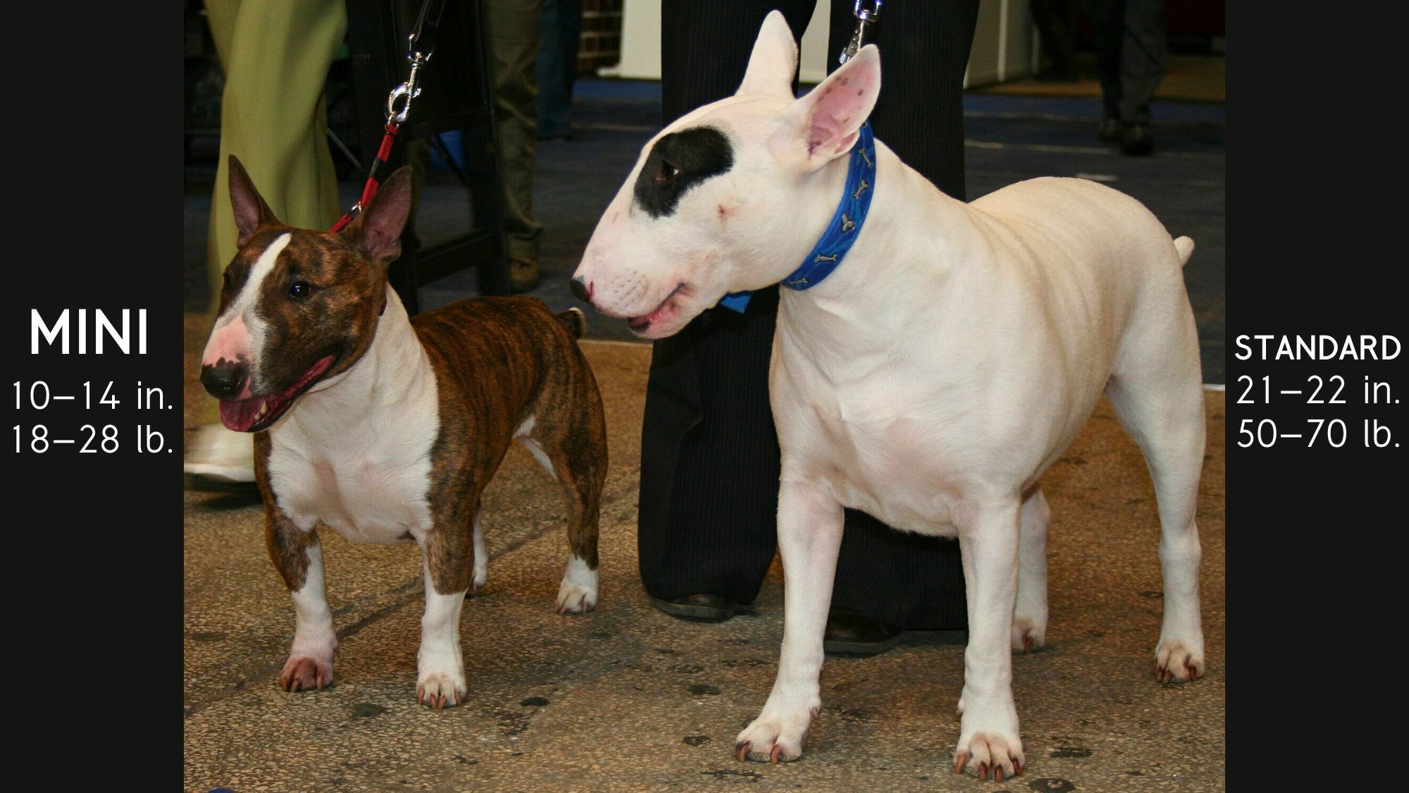Mini American Bull Terrier