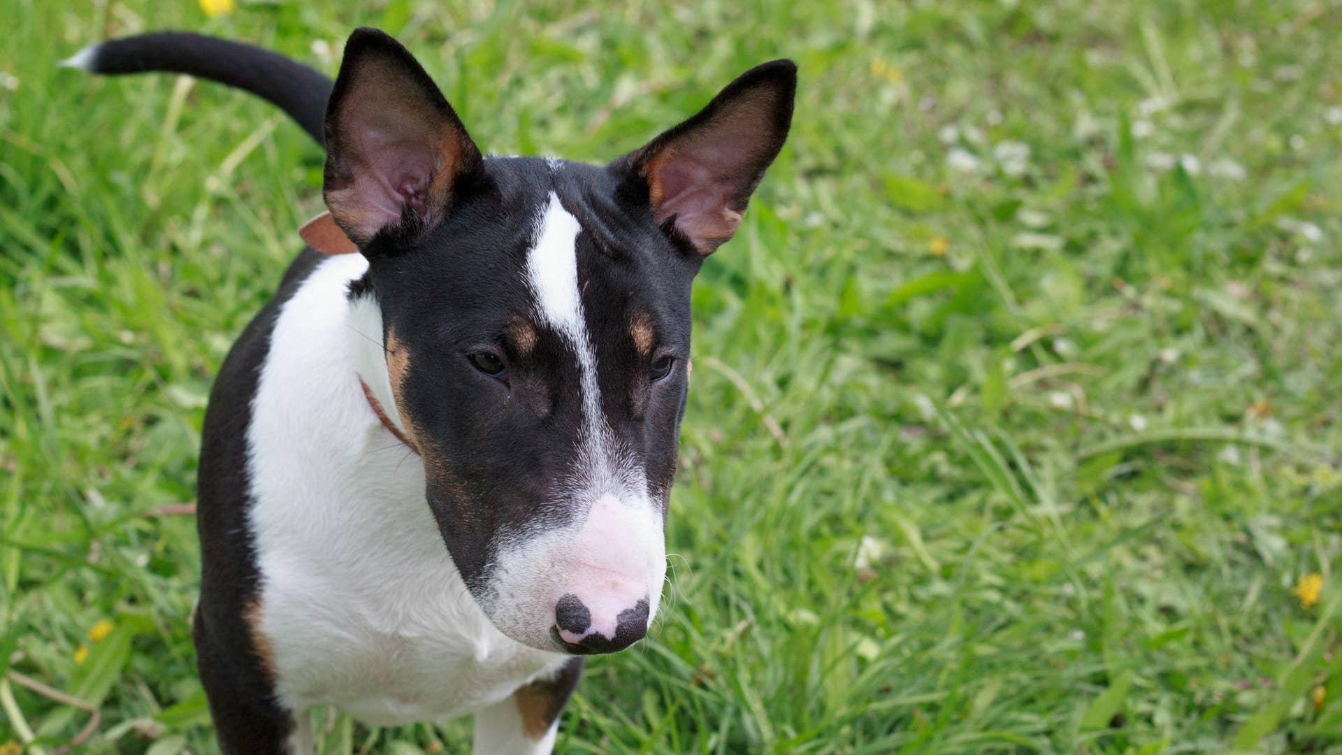 Miniature Bull Terrier: A Compact Companion With a Big Personality ...