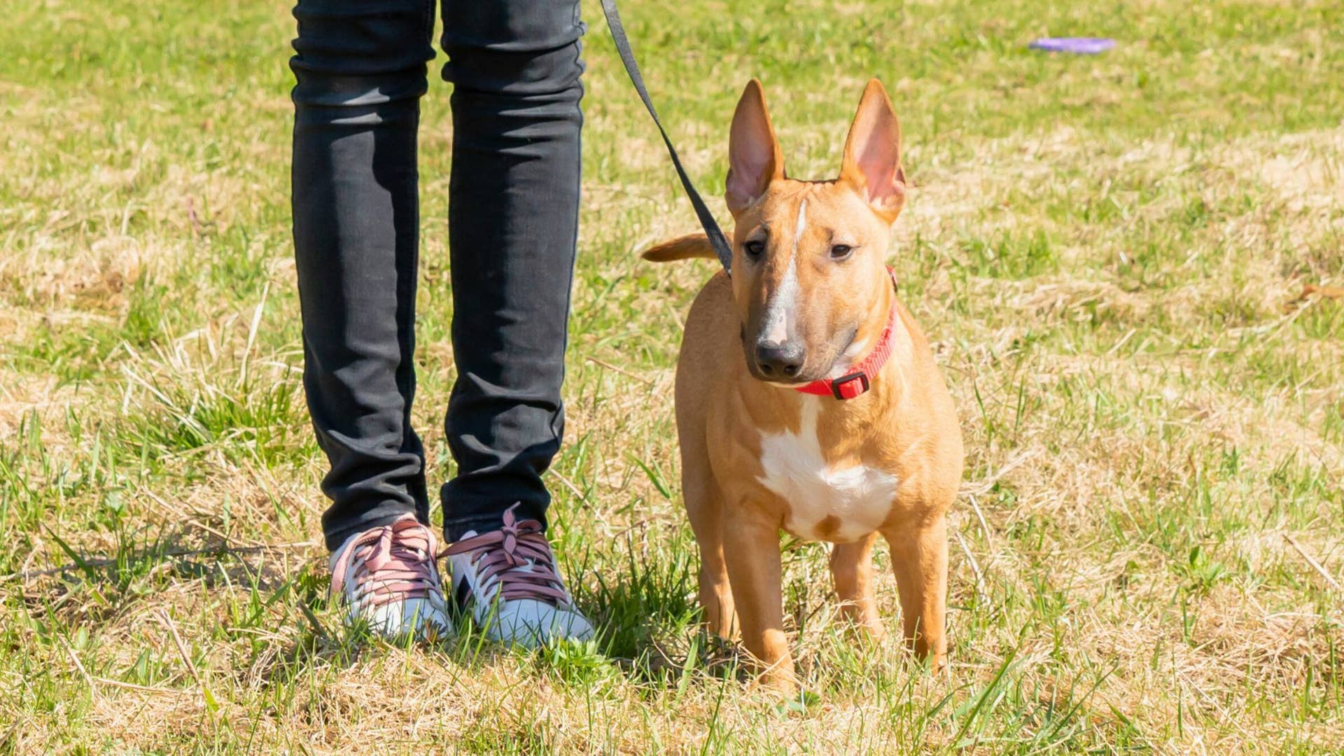 Miniature Bull Terrier: A Compact Companion With a Big Personality ...