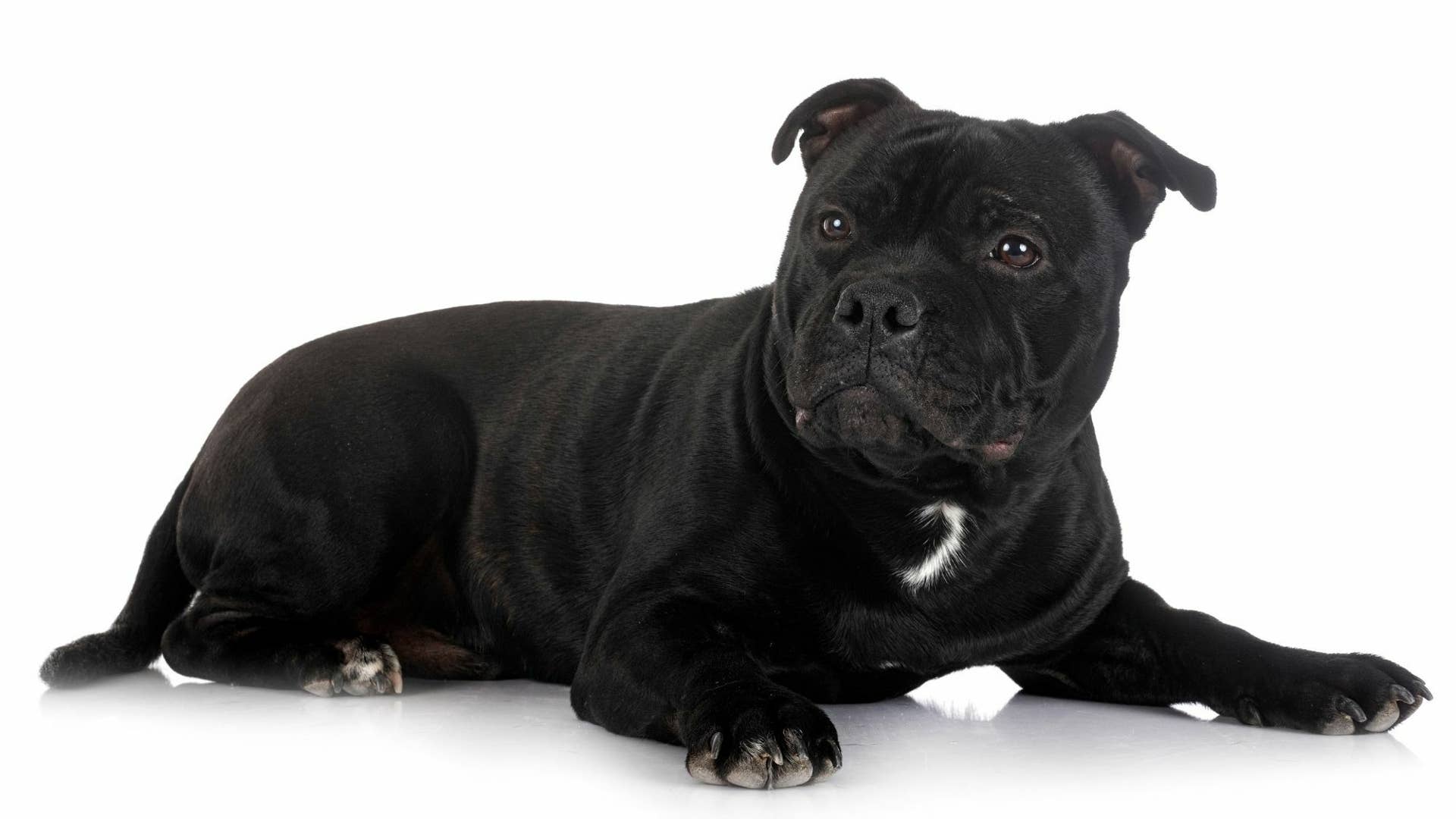 A Comprehensive Guide to the Staffordshire Bull Terrier: History, Care ...